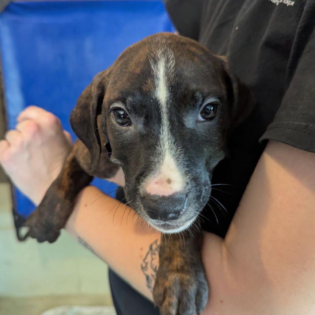 Dog for adoption - Sashimi, a Plott Hound & Boxer Mix in Ocala, FL ...