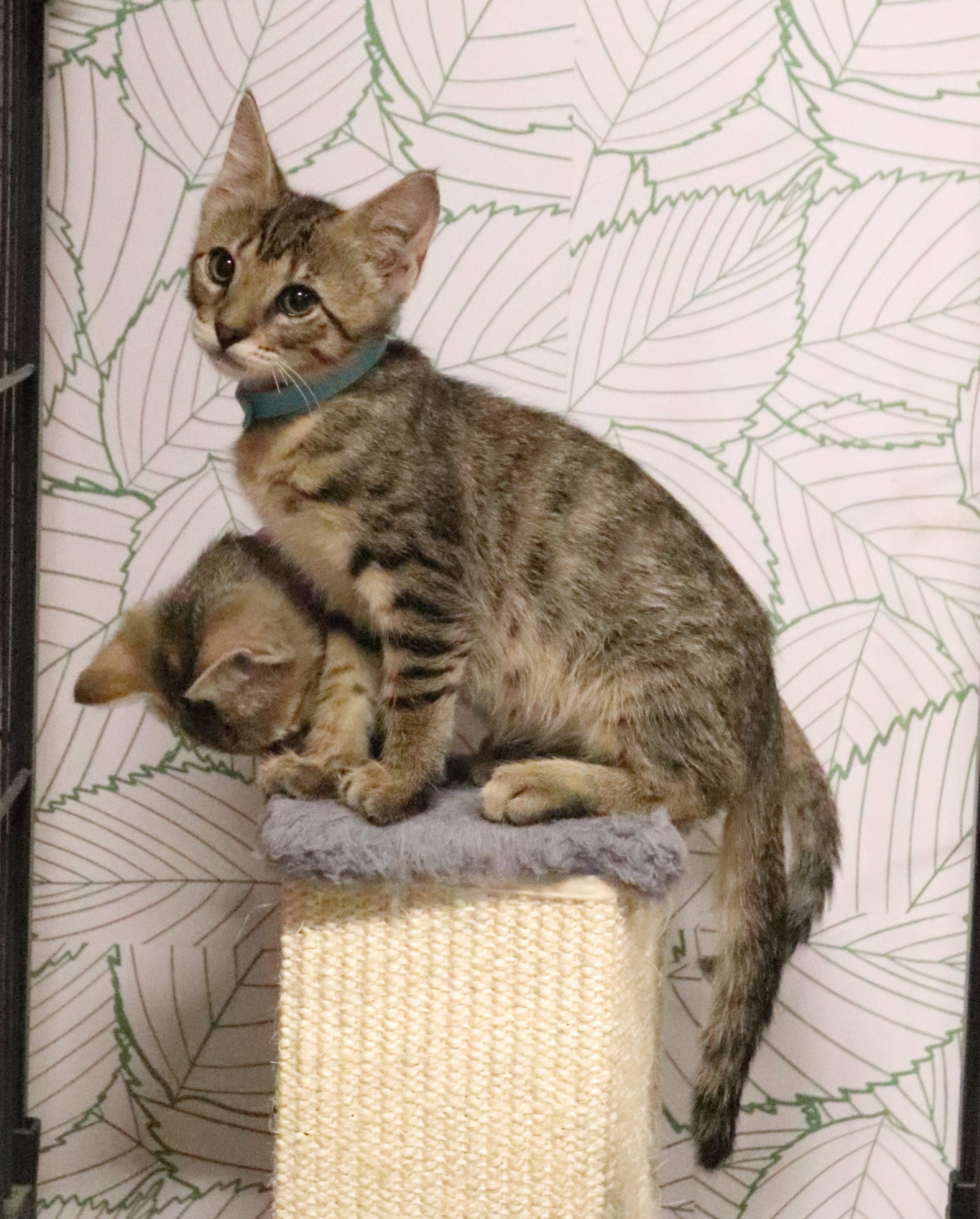 Cat for adoption - Jolly Rancher Candy, a Domestic Short Hair & Tabby Mix in Minneapolis, MN ...