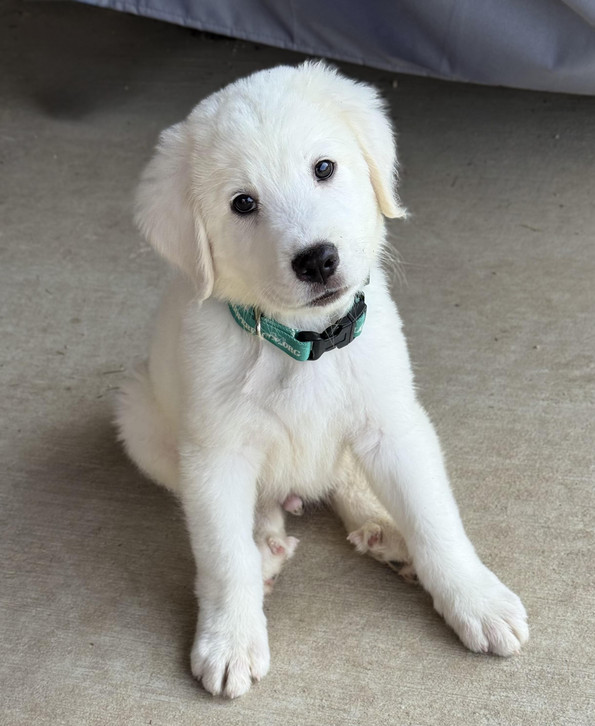 Dog for adoption - Nyko, a Great Pyrenees Mix in Portland, OR | Petfinder