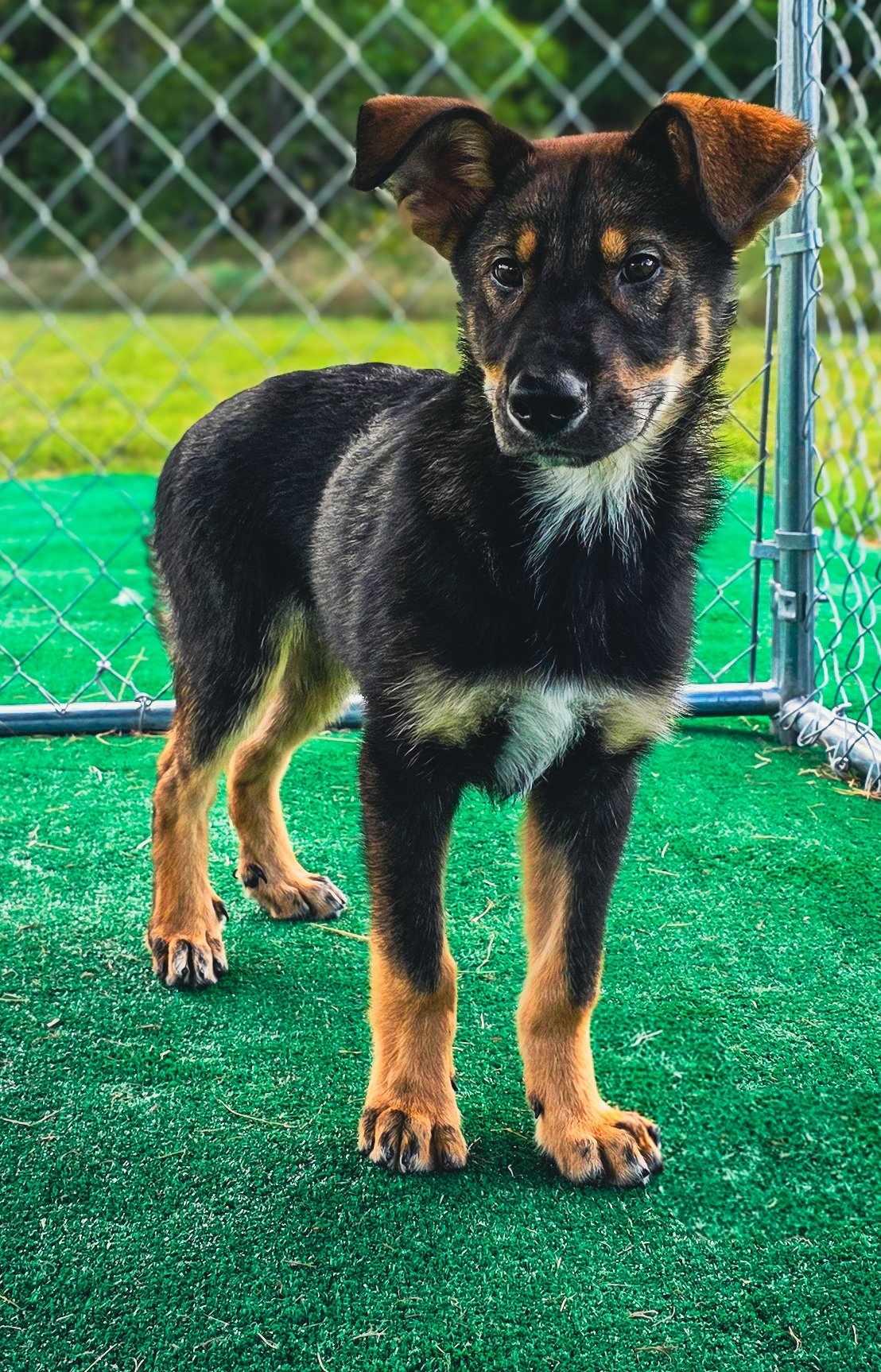 Dog for adoption - Dakota, a German Shepherd Dog Mix in Denver, CO | Petfinder