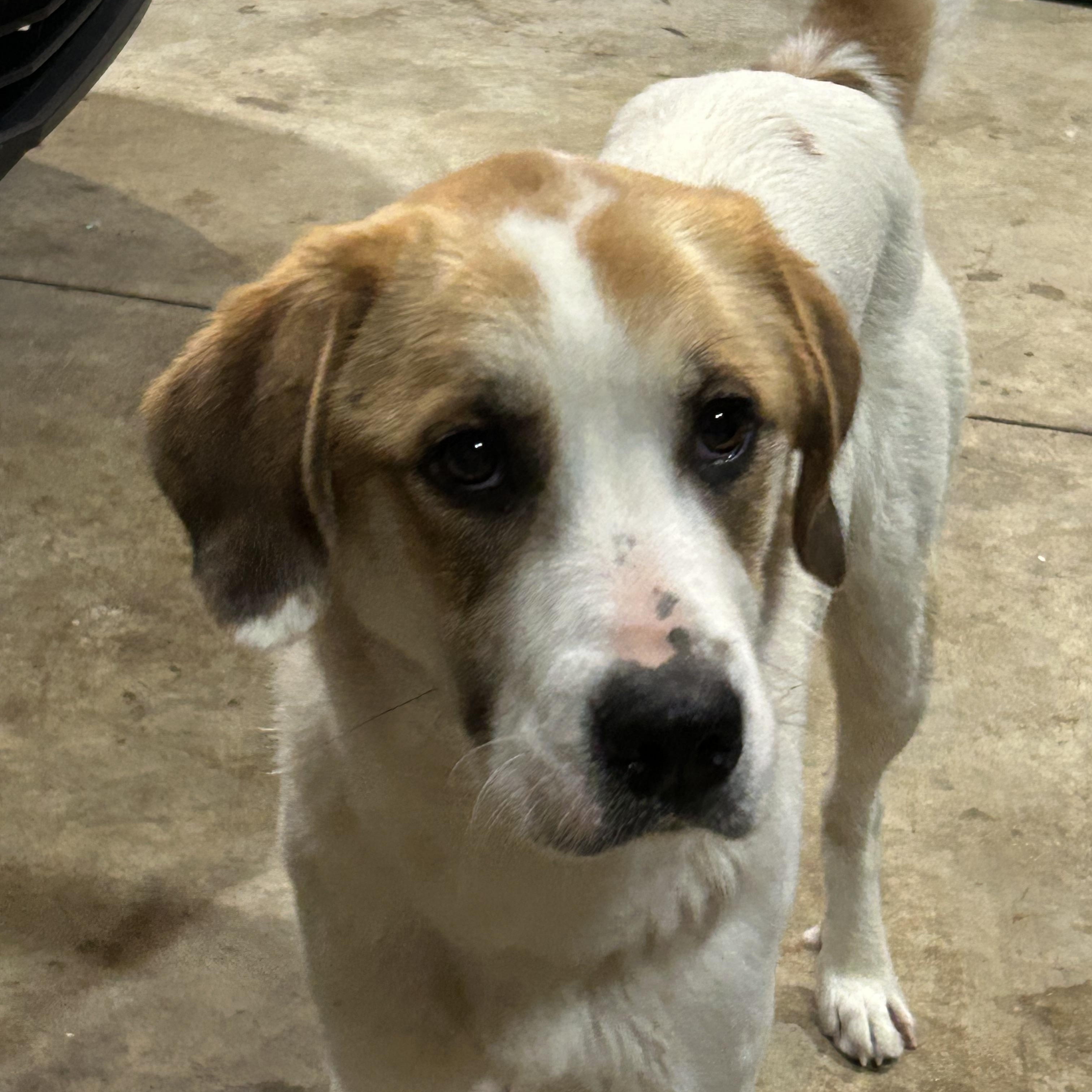 Dog for adoption - Mina, a Great Pyrenees & Boxer Mix in Brownstown, IN ...