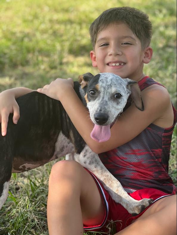 Dog for adoption - Ginger Boyle, a Coonhound Mix in Friendswood, TX ...