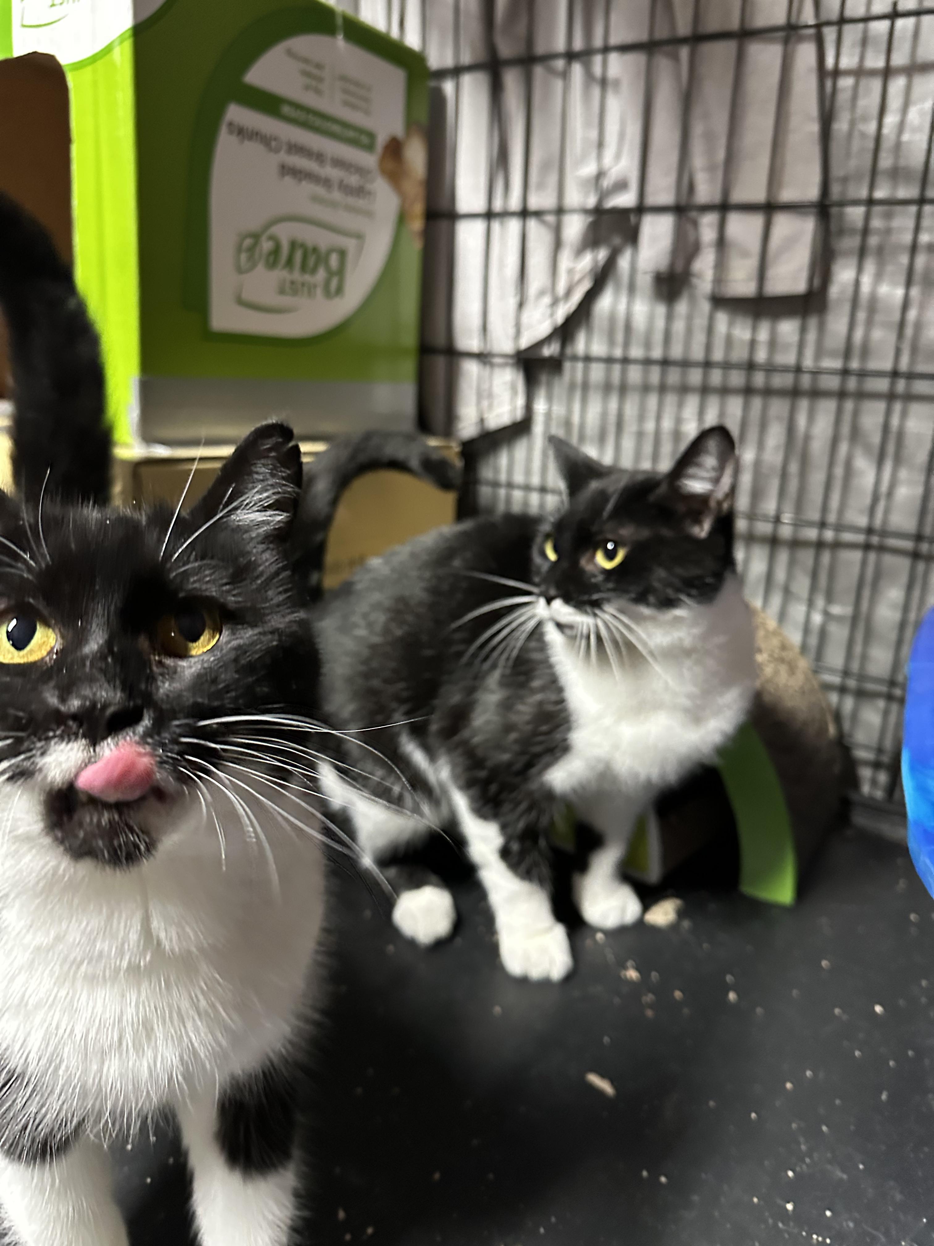 Cat for adoption - BUNNIE & PIPPIN, a Domestic Medium Hair & Domestic ...
