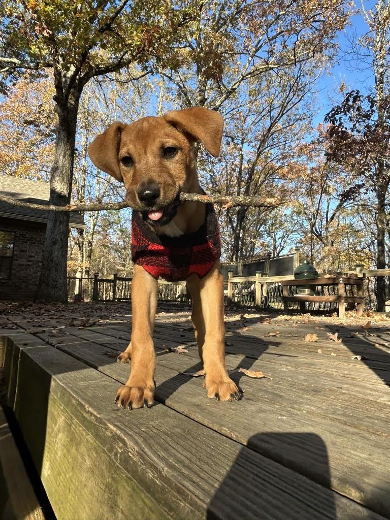 Dog for adoption - Tyson, a Chocolate Labrador Retriever & Redbone ...