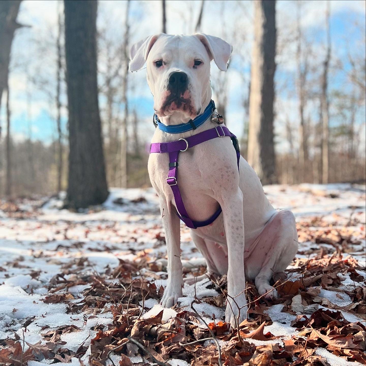 Dog for adoption - Sky: a Soul Dog., a Dogo Argentino in Germantown, NY ...