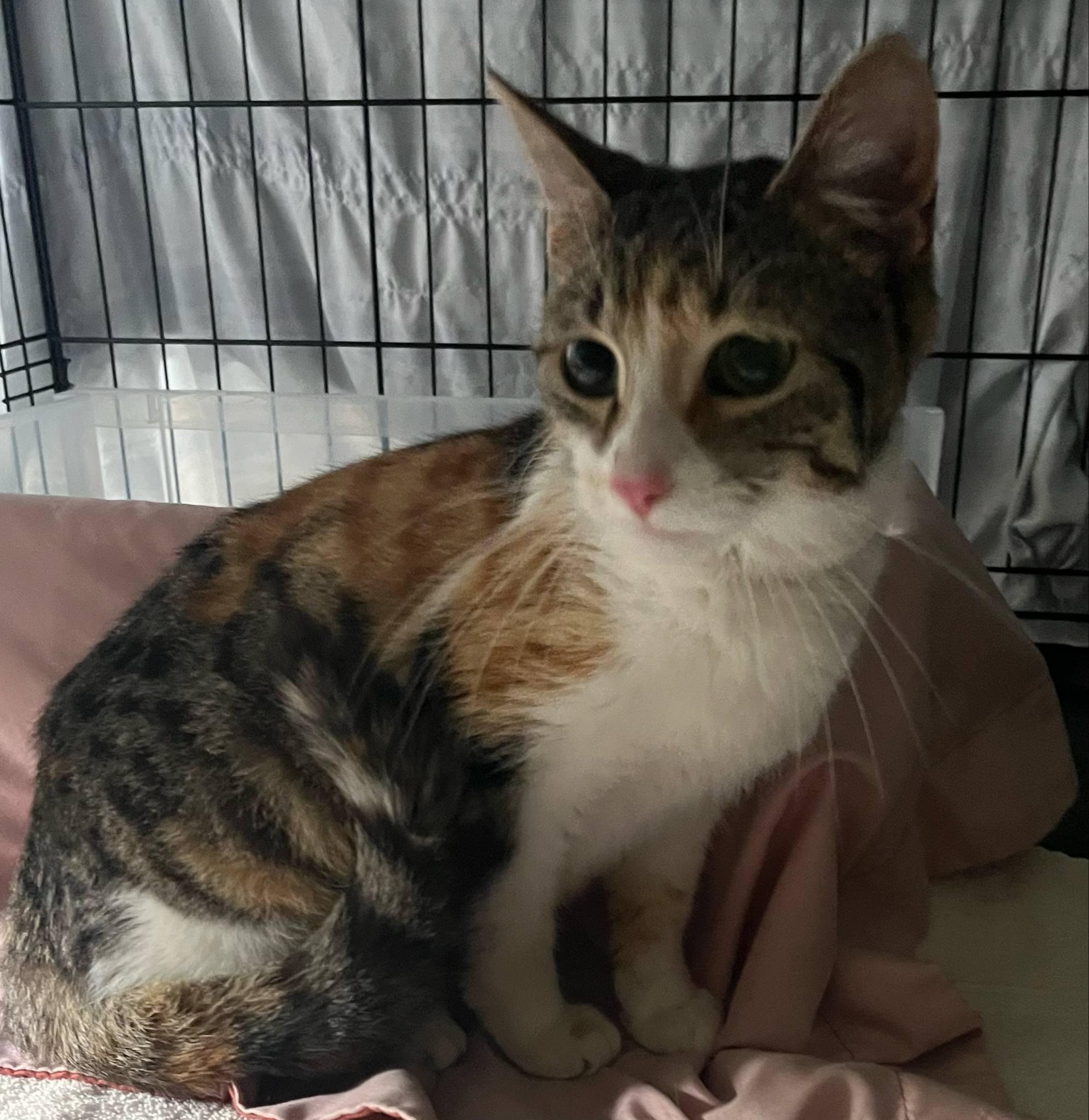 Cat for adoption - Princess Polly, a Calico & Tabby Mix in Livonia, MI ...