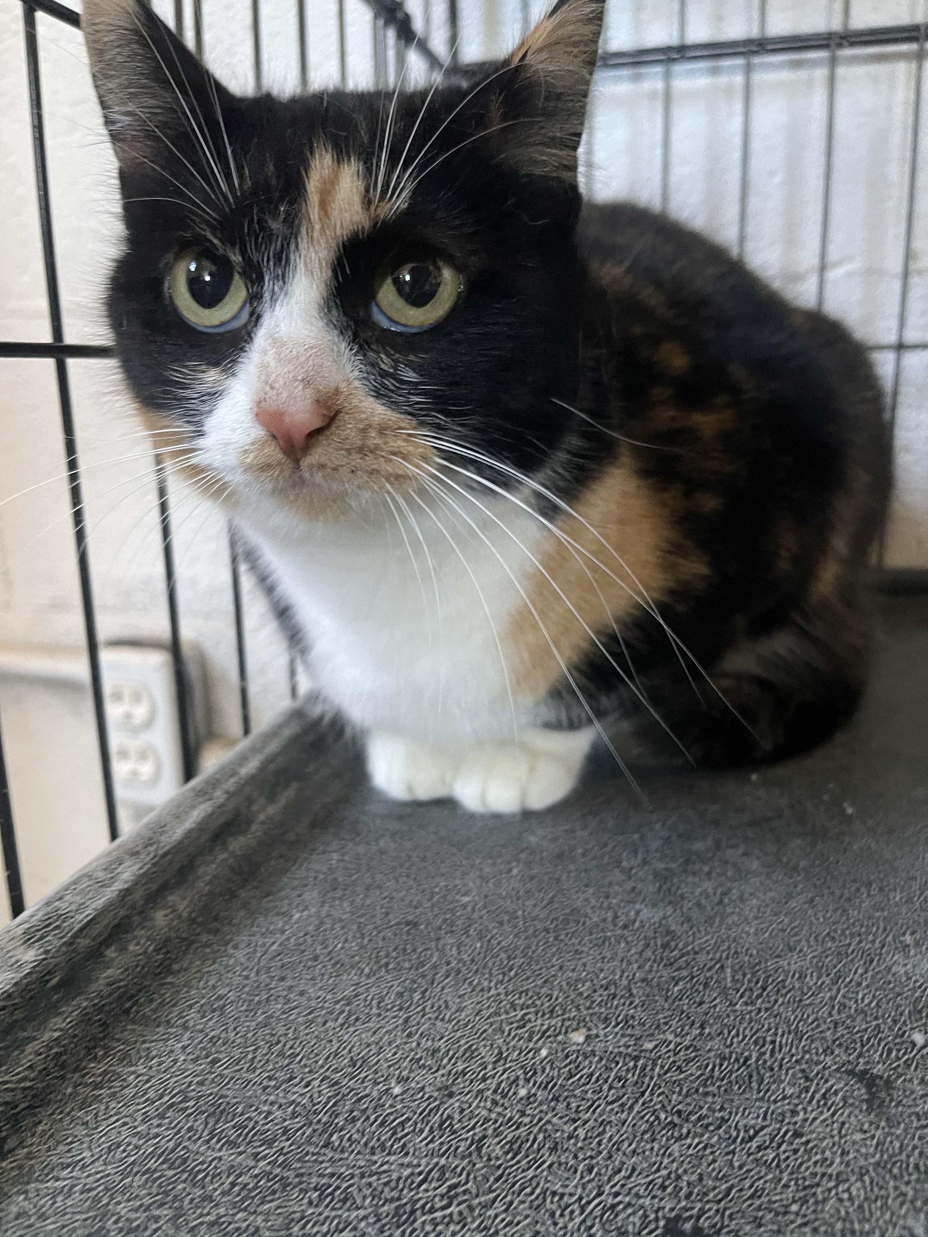 Bella - Adoptable Pet | Petfinder | Petfinder