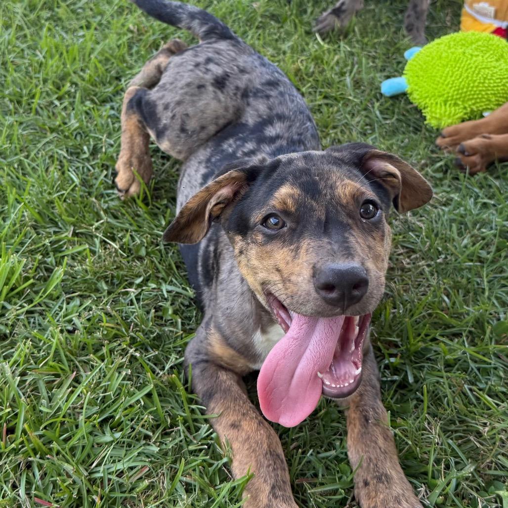 Dog for adoption - Norman, a Catahoula Leopard Dog & Terrier Mix in ...