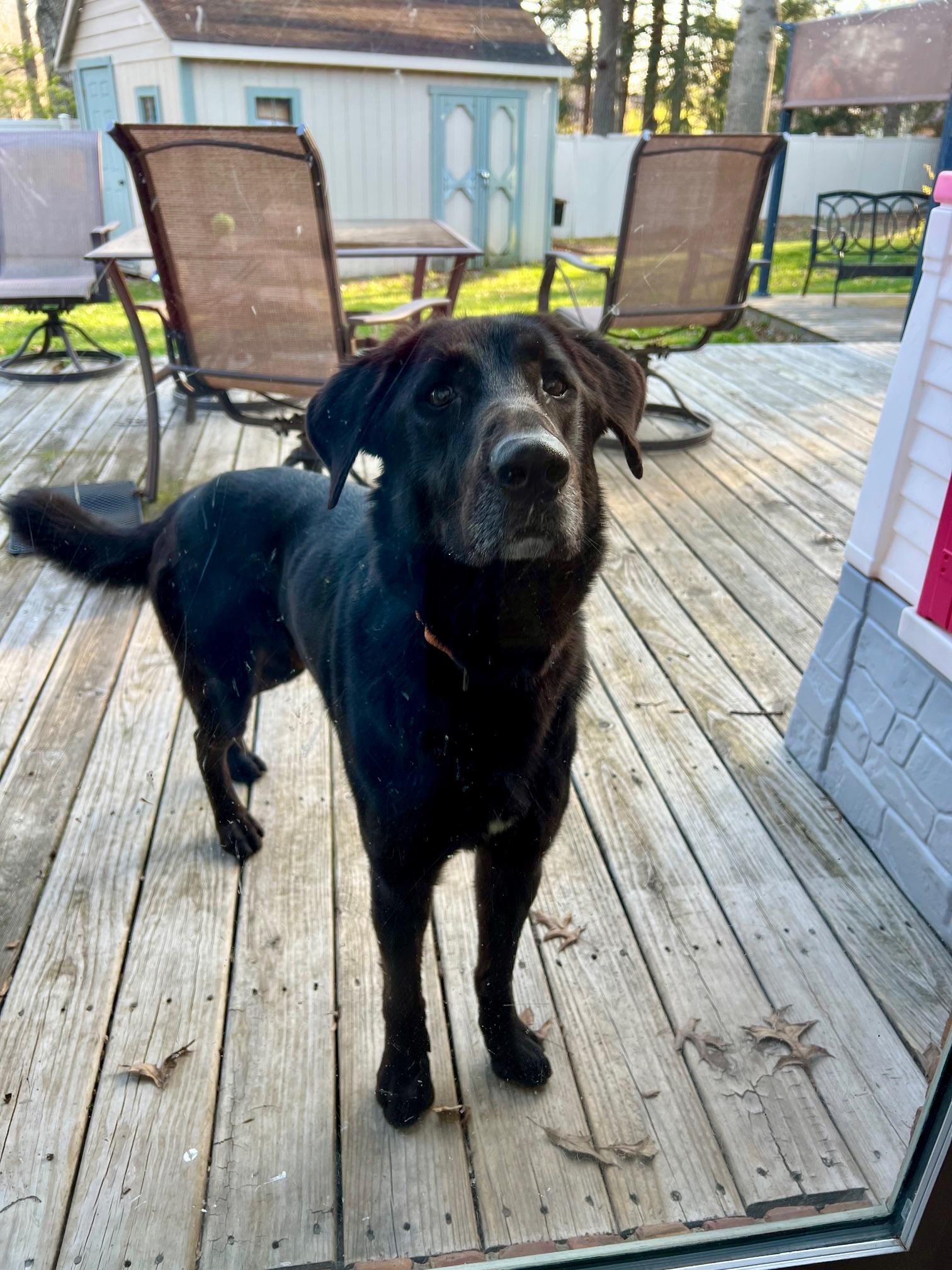 Dog for adoption - Ekko, a Labrador Retriever Mix in Brattleboro, VT | Petfinder
