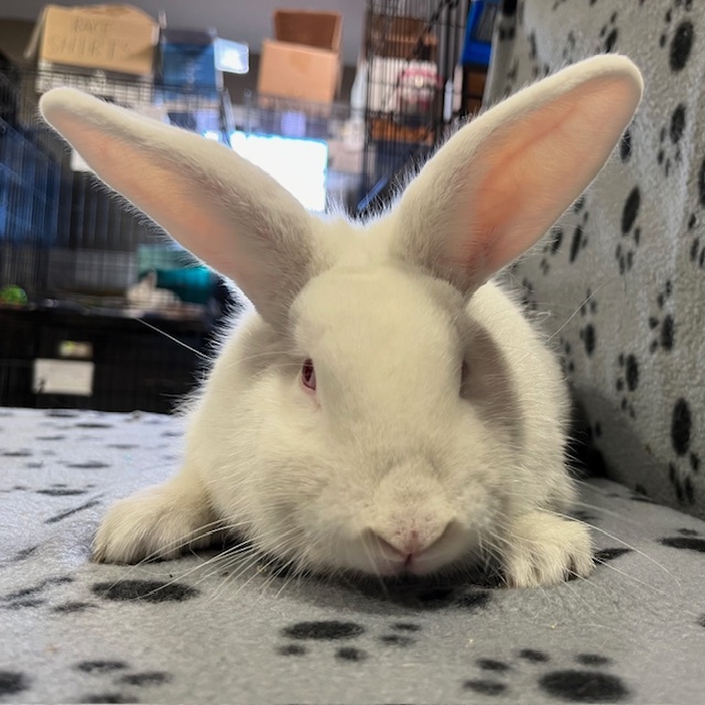 Rabbit for adoption - Declan, a Californian & American Mix in Erie, PA ...