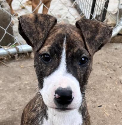 Dog for adoption - Gavin Gumdrop, a Hound Mix in Woburn, MA | Petfinder
