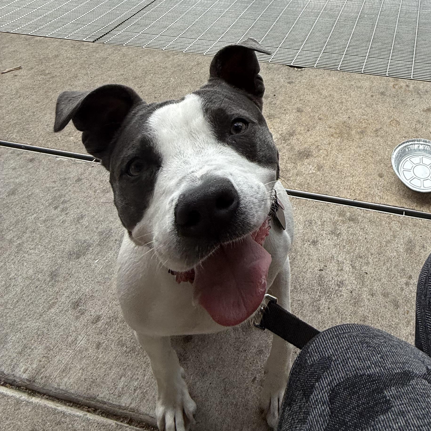 Dog for adoption - Rocky, a Terrier Mix in Kent, WA | Petfinder