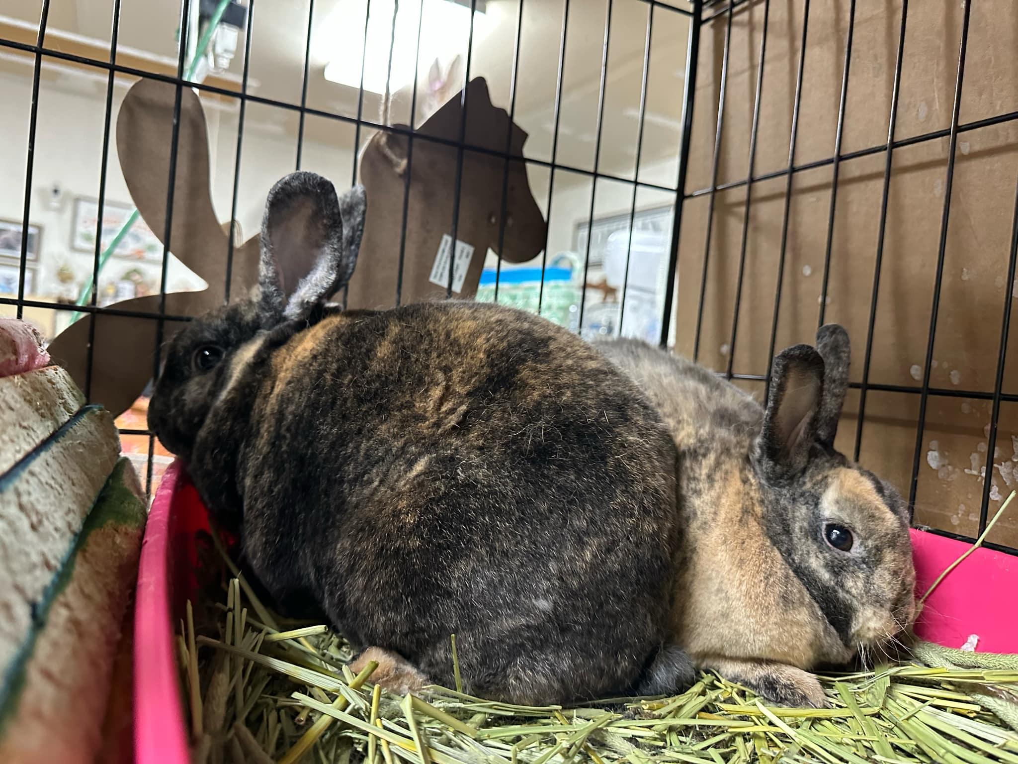 Rabbit for adoption - She and Shamus, a Mini Rex & Harlequin Mix in ...