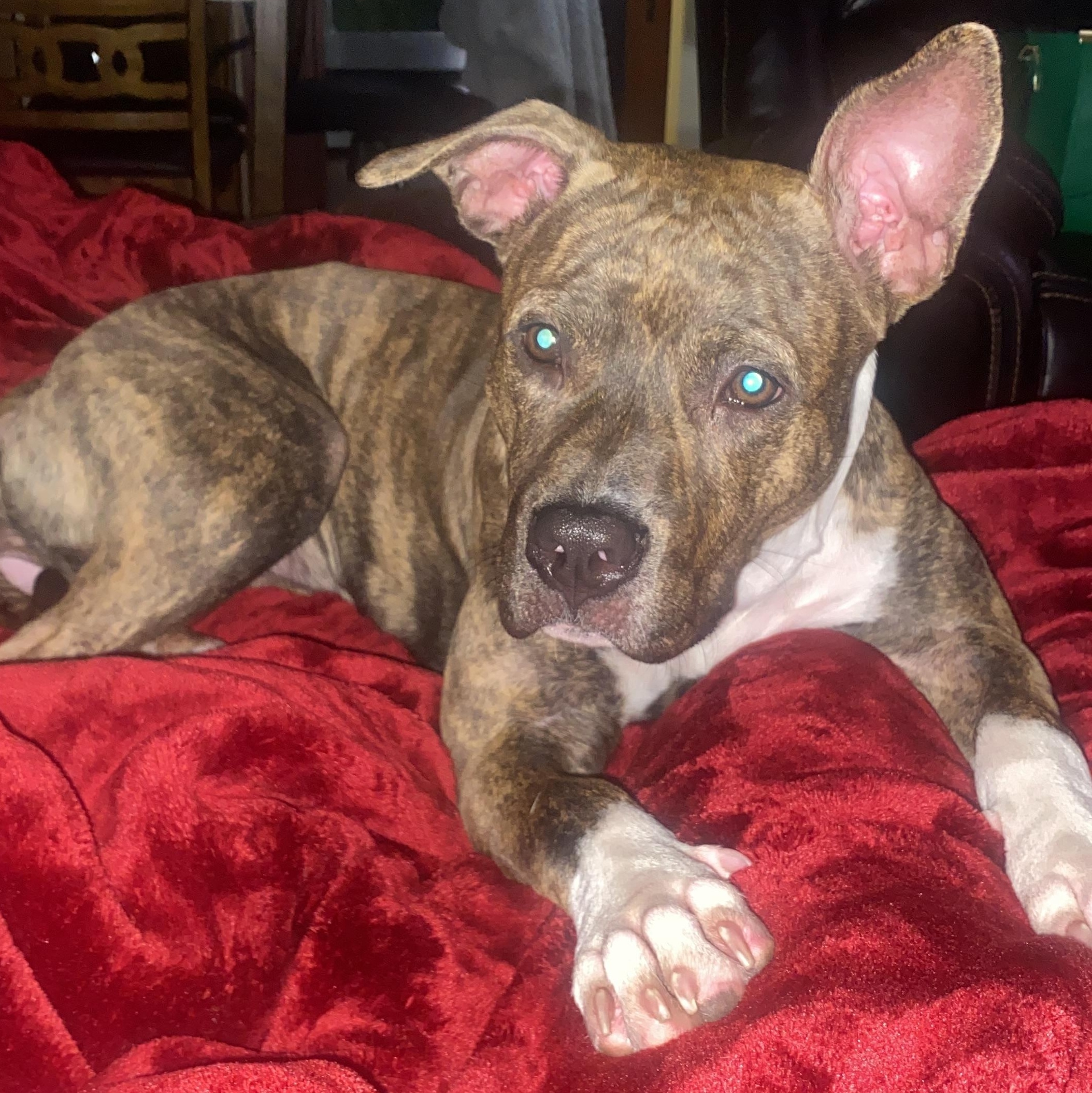 Dog for adoption - Naala, a Mixed Breed in Austin, TX | Petfinder