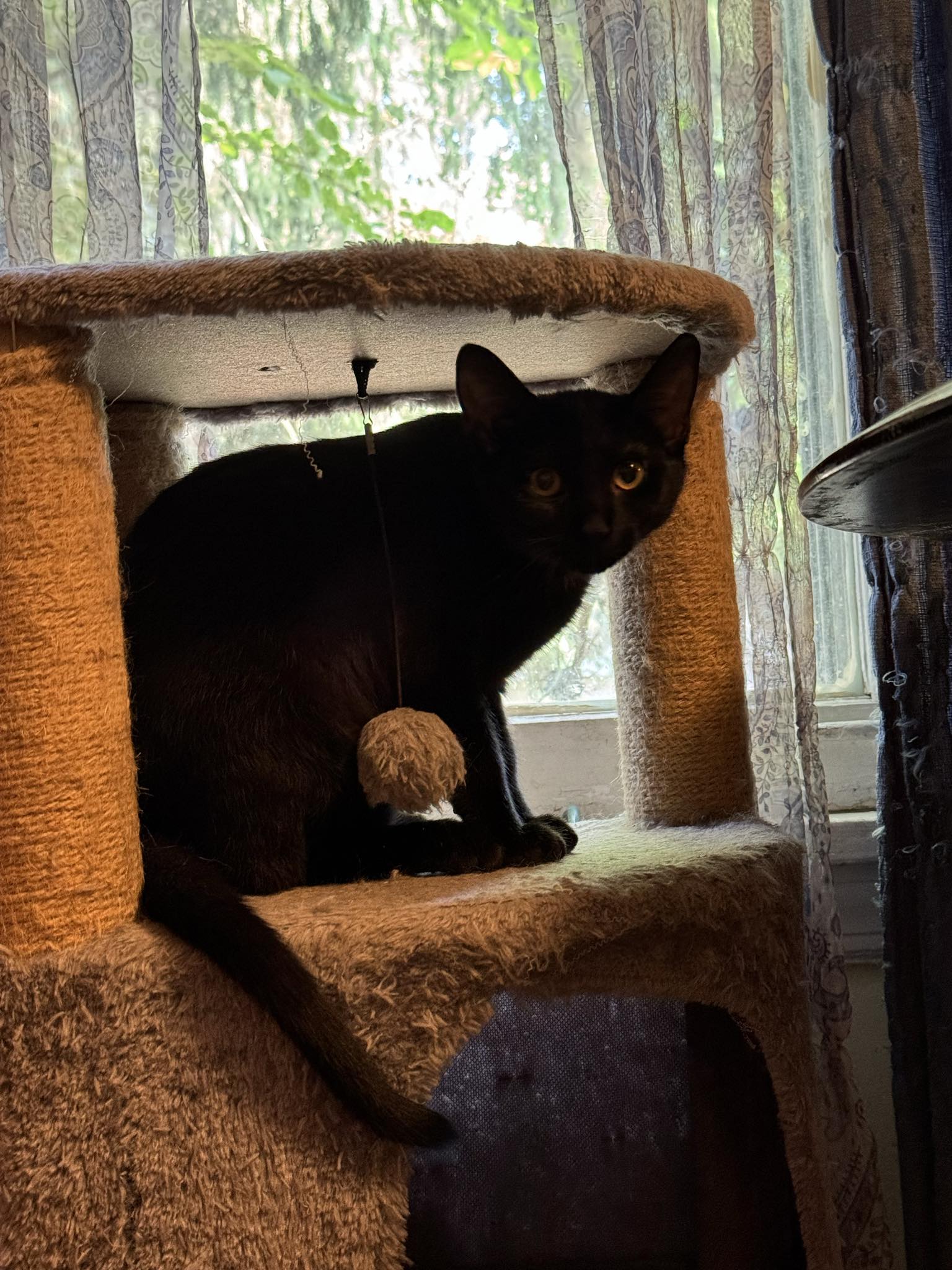 Cat for adoption - Ivy, a Siamese in Troy, NY | Petfinder