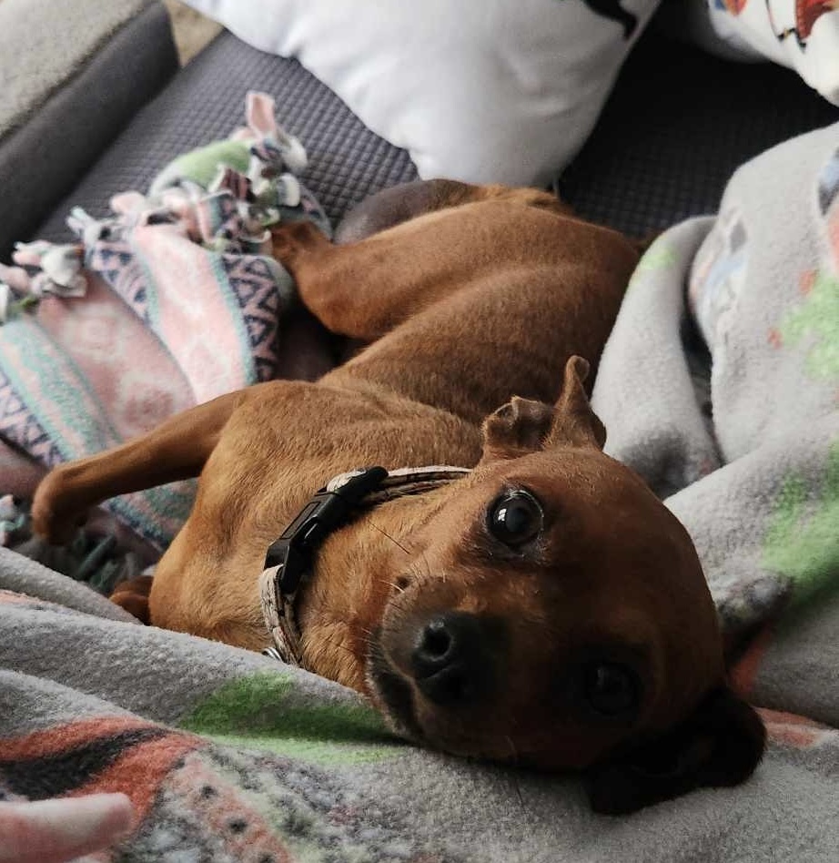 Dog for adoption - Pixie *My adoption fee is sponsored*, a Miniature ...