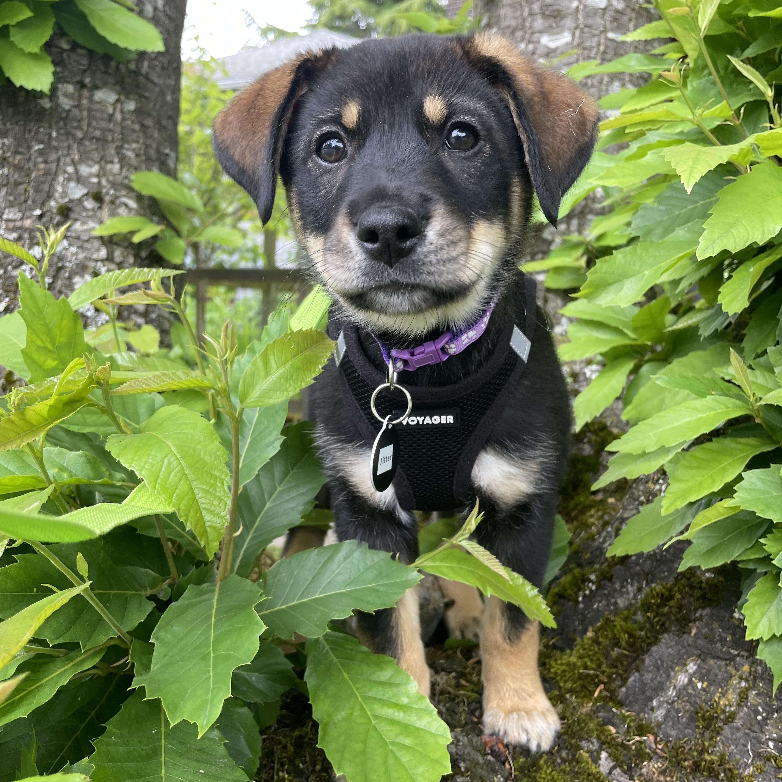 Dog for adoption - Jitter, a Shepherd Mix in Seattle, WA | Petfinder
