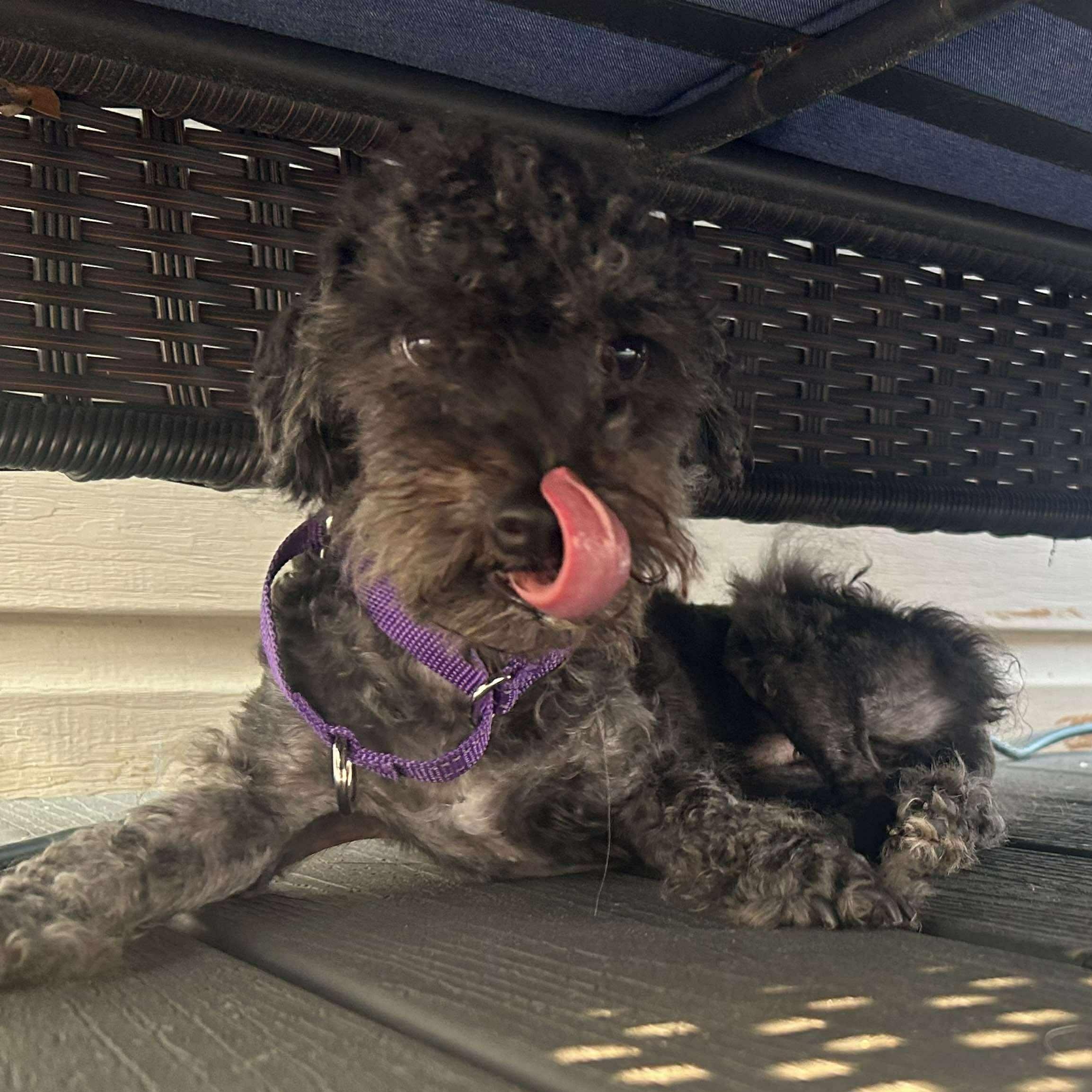 Dog for adoption - Benson, a Yorkie Poo in Rochester, NY | Petfinder