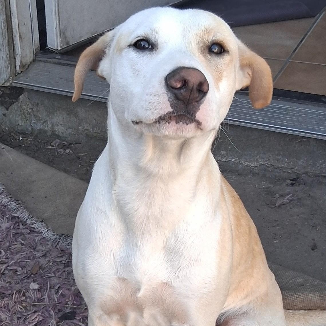 Dog for adoption - Cairo, a Labrador Retriever Mix in Houston, TX ...