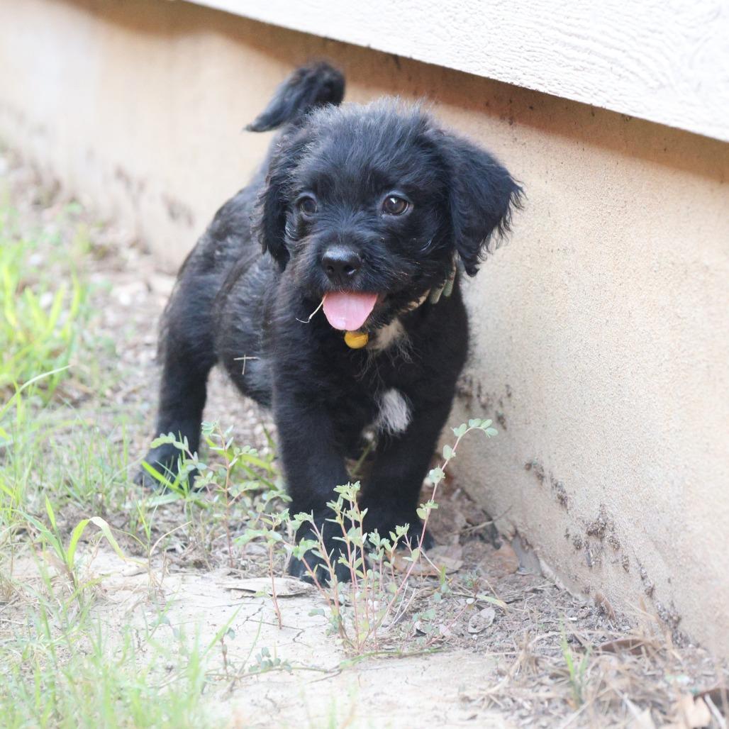Dog for adoption - Archie VV, a Poodle & Pug Mix in Little Rock, AR ...