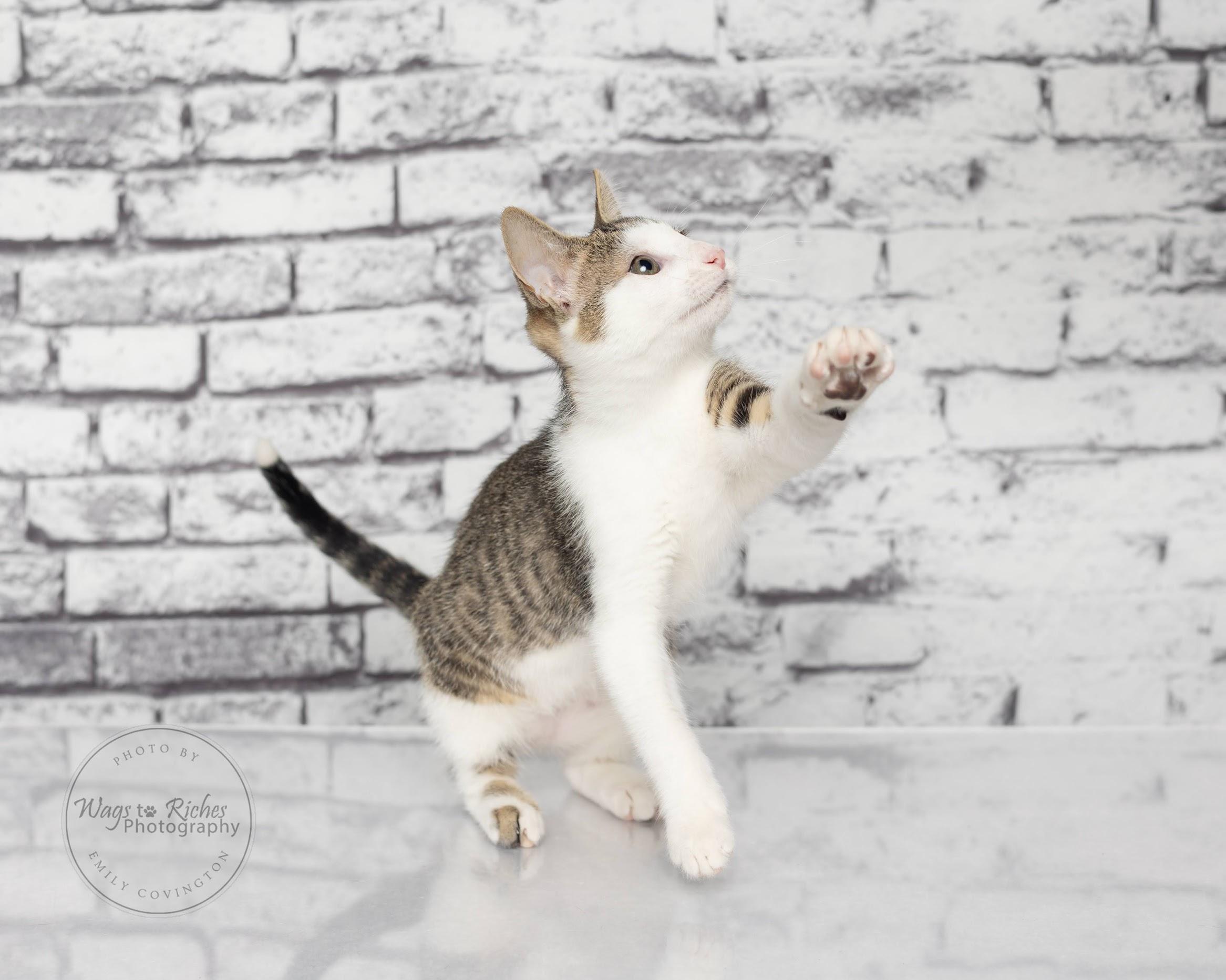 Cat for adoption - Possum - Pending, a Tabby & Domestic Short Hair Mix ...
