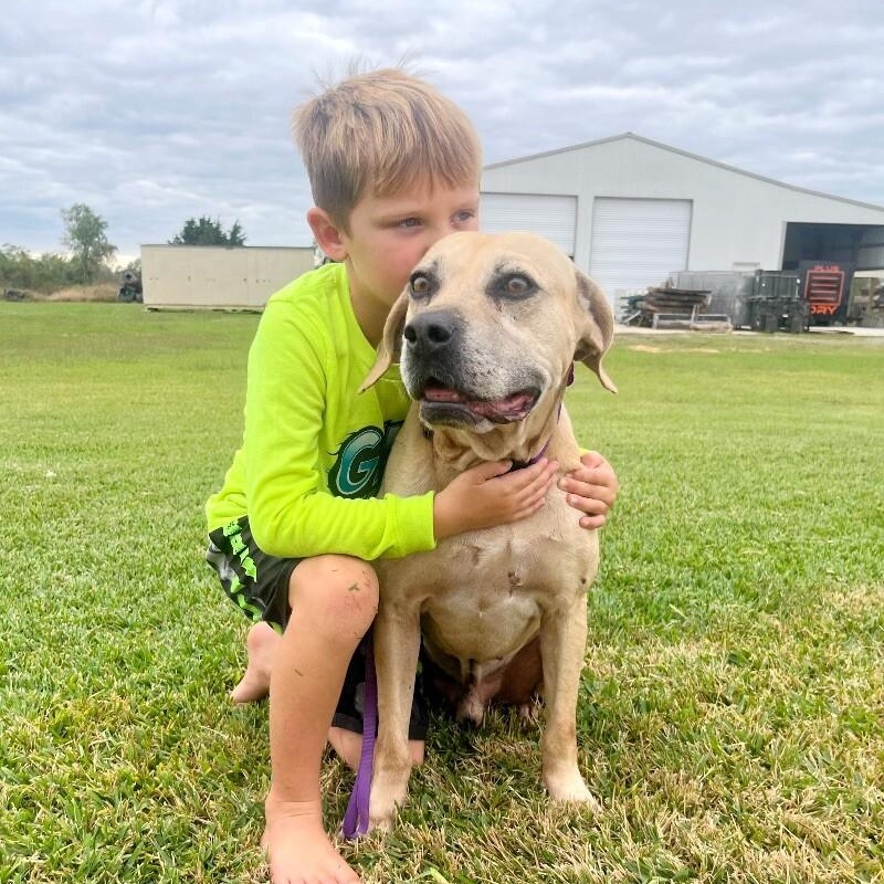 Dog for adoption - Snoopy Pookie Loves Kids, a Labrador Retriever ...