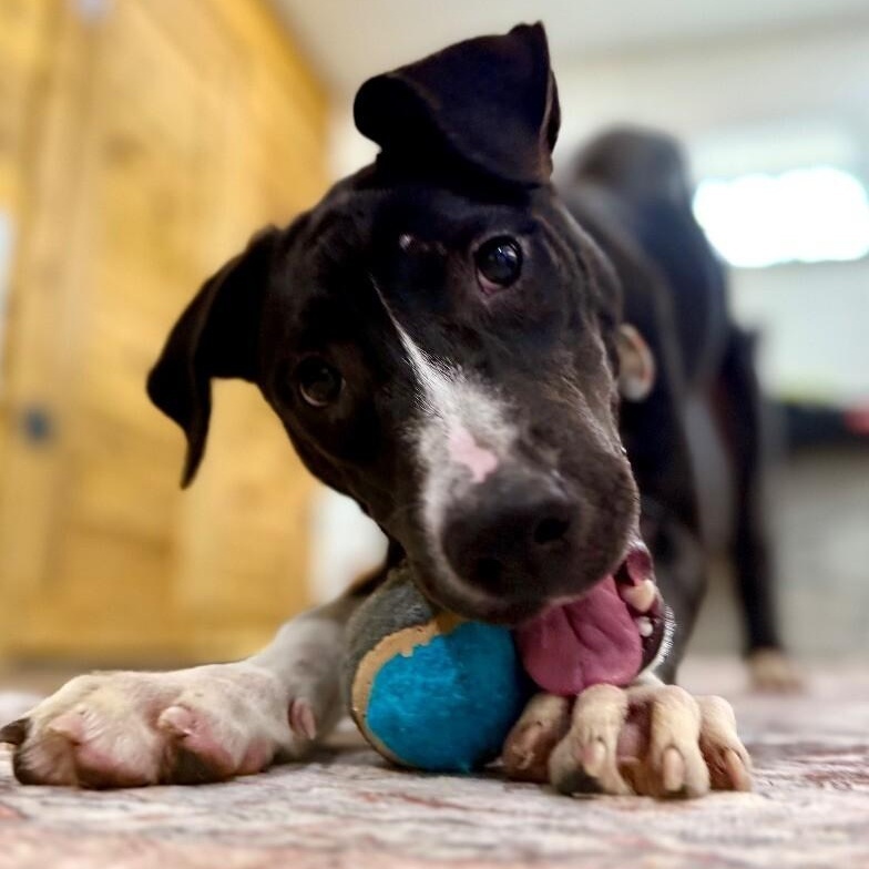 Dog for adoption - Zelda the ball-loving fetch girlie, a Pit Bull ...