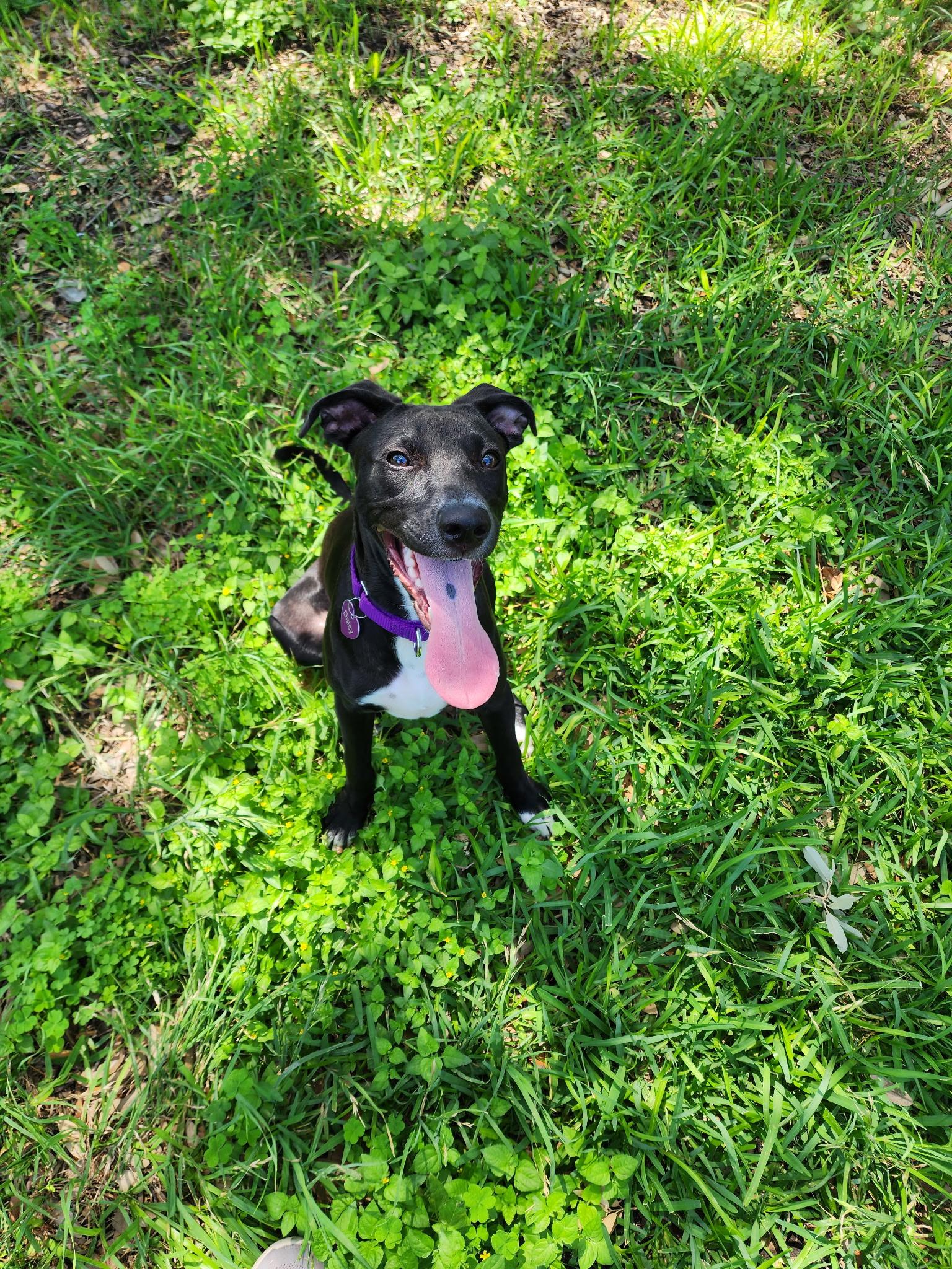 Dog for adoption - Ruby, a Labrador Retriever Mix in Wheeling, WV ...