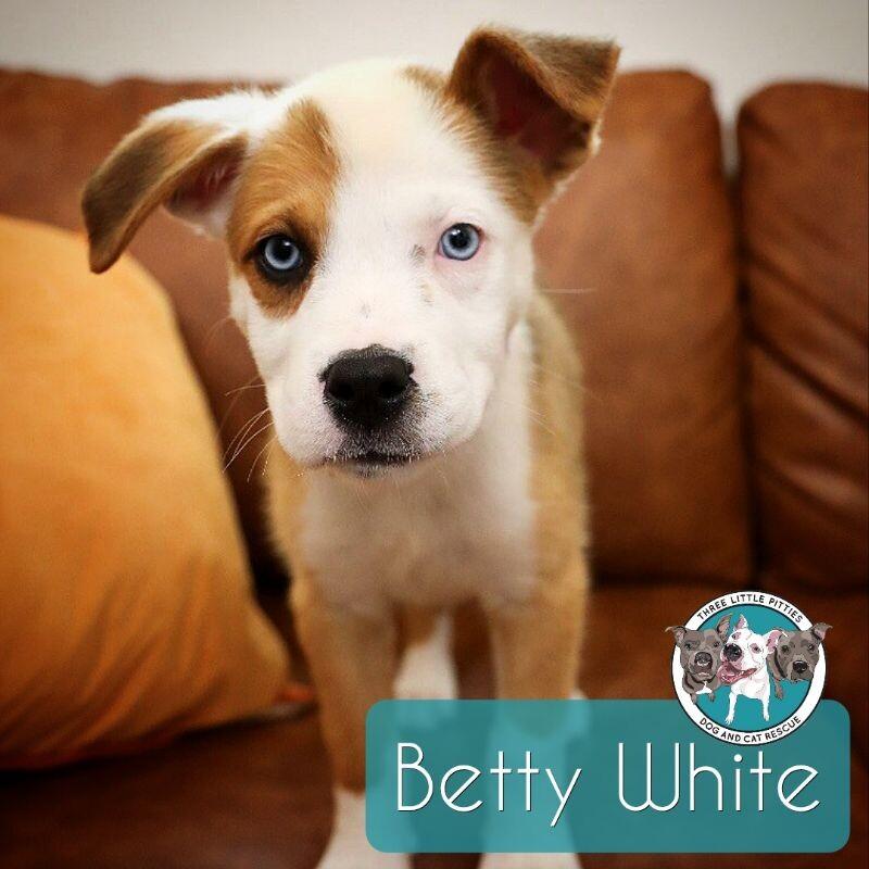 Dog for adoption - Betty White Elanco, a Pit Bull Terrier & Husky Mix ...