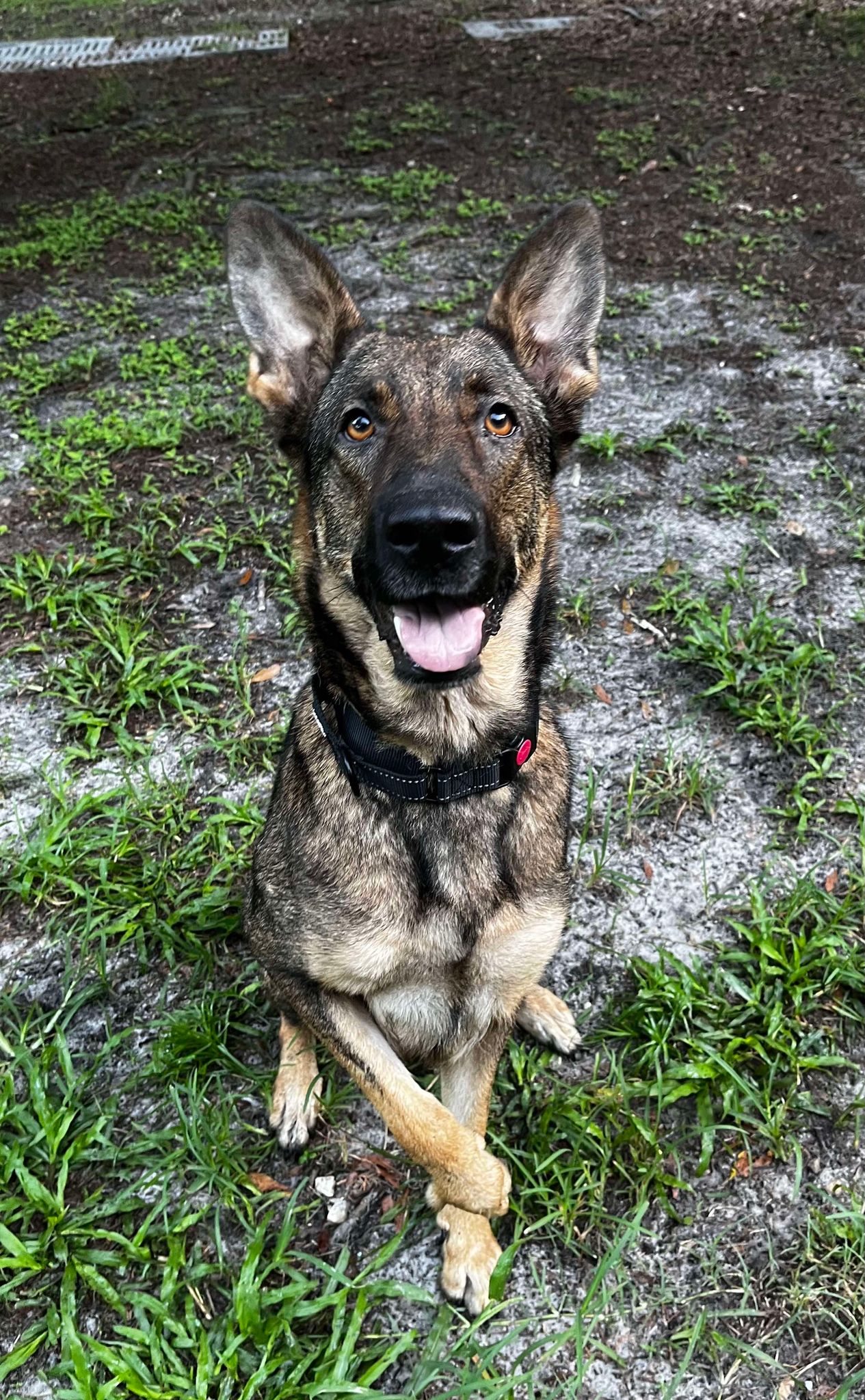 Florida Dog Adoptions | Dogs for Adoption in FL