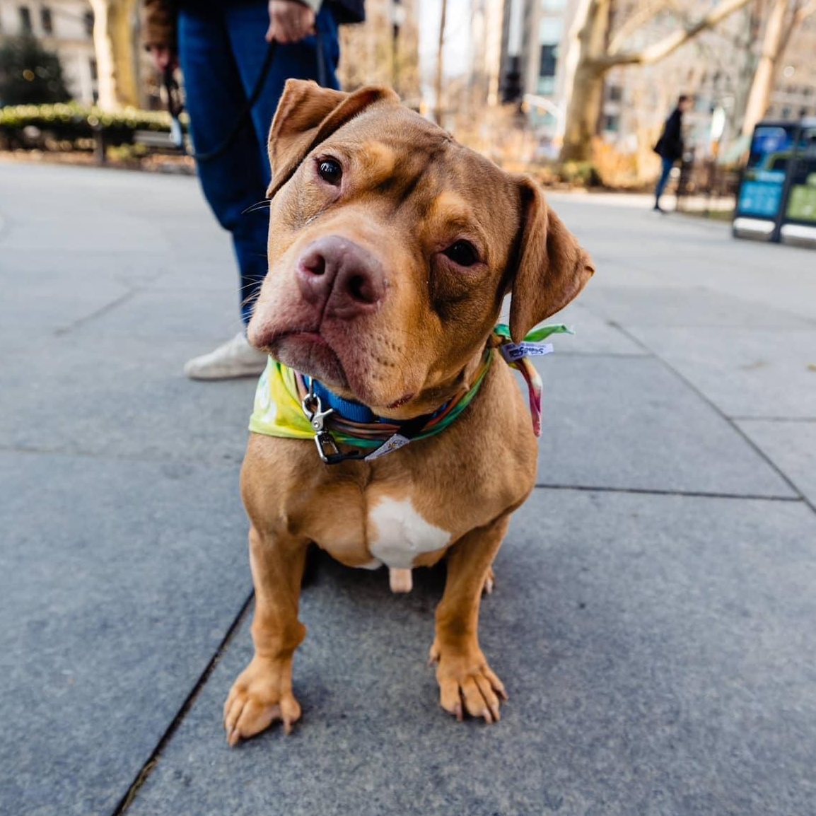 Dog for adoption - Thiago, a Pit Bull Terrier Mix in New York, NY ...