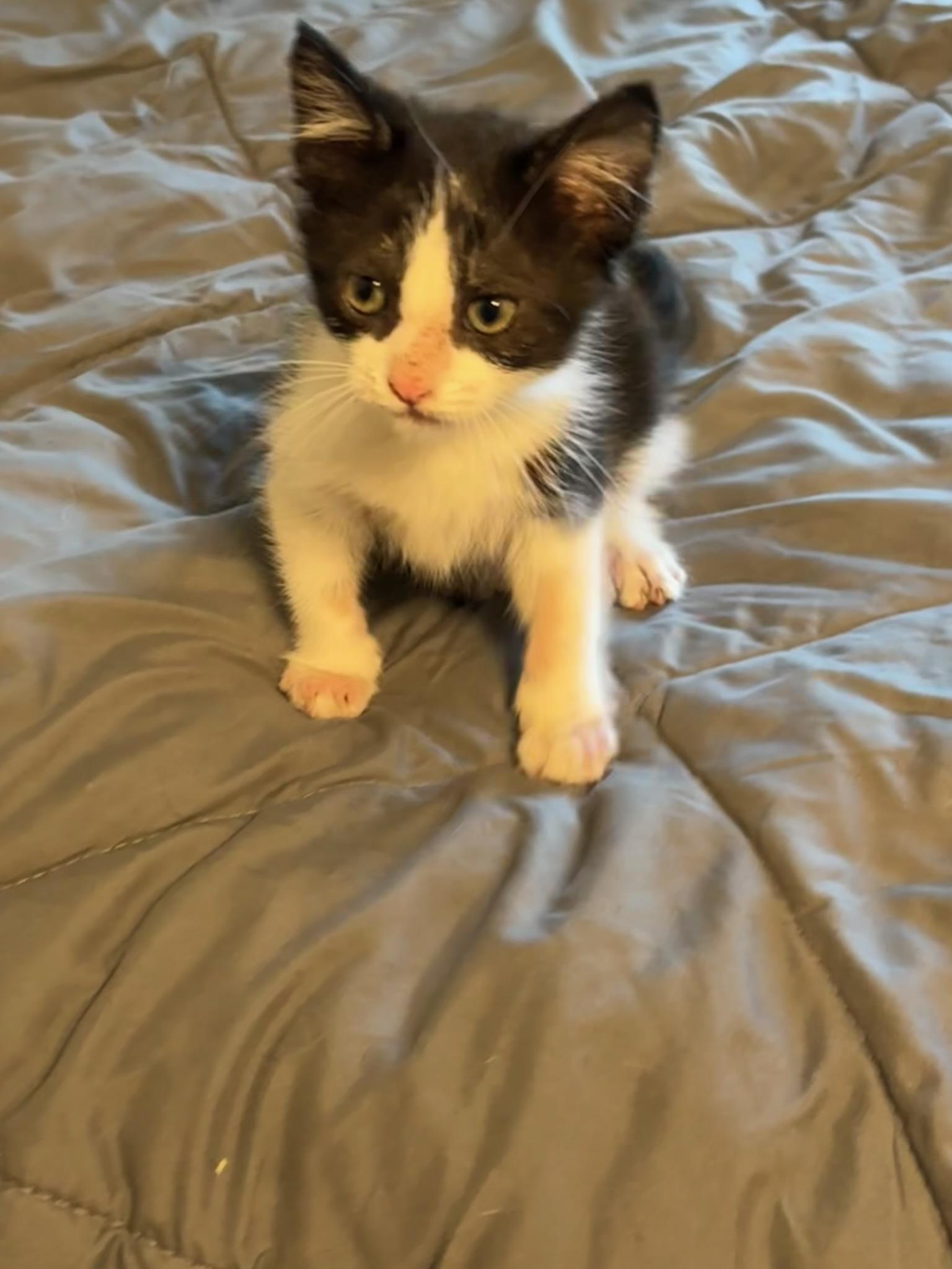 Cat for adoption - Jeeves, an American Shorthair in Southaven , MS ...