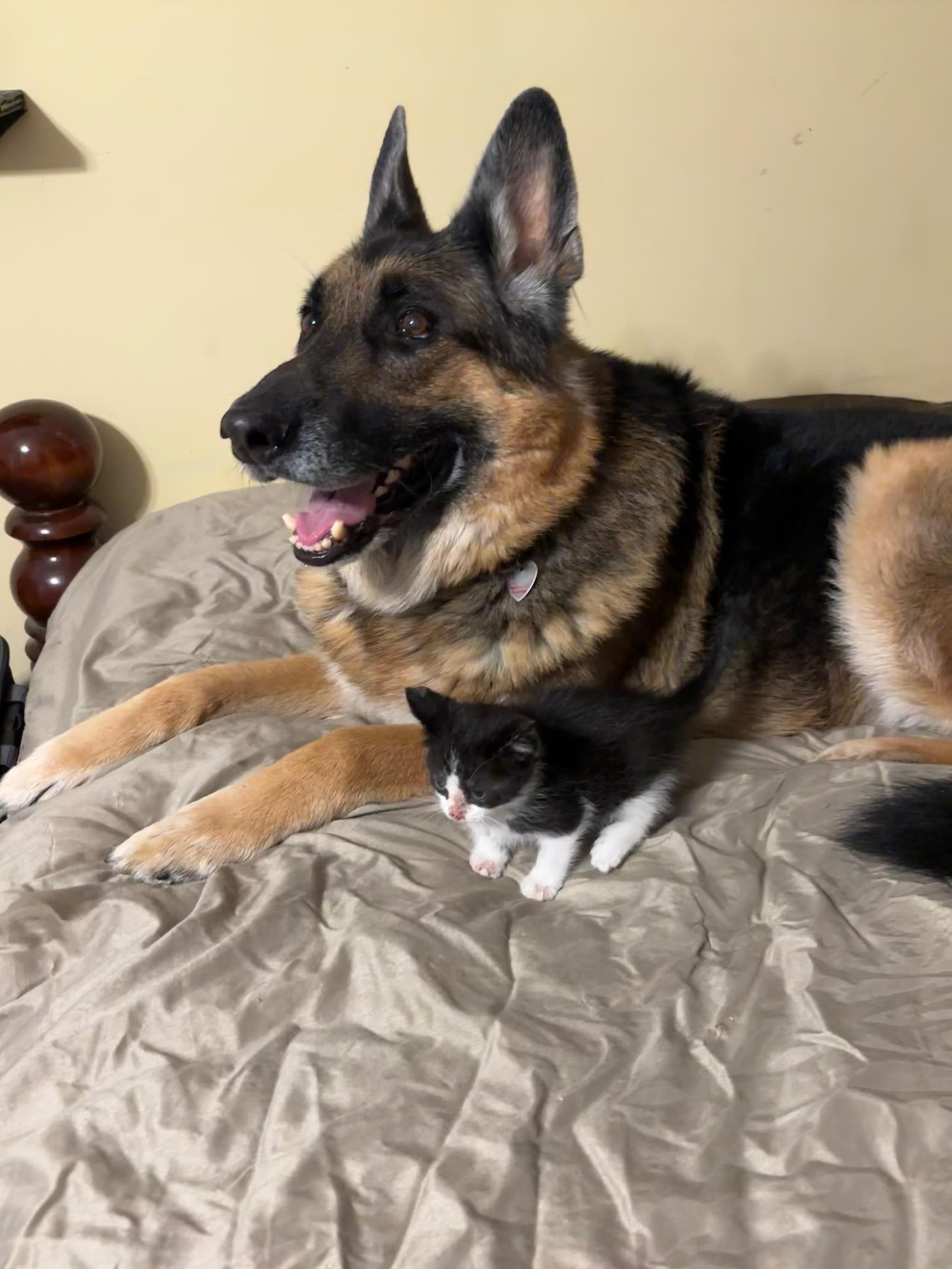 Cat for adoption - Jeeves, an American Shorthair in Southaven , MS ...