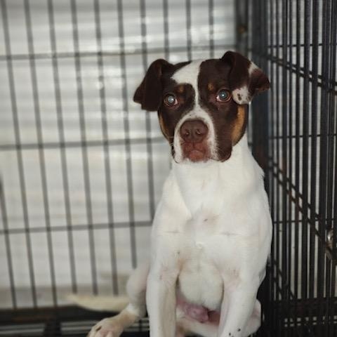 Dog for adoption - Julius, a Boxer & Pointer Mix in St Louis, MO ...