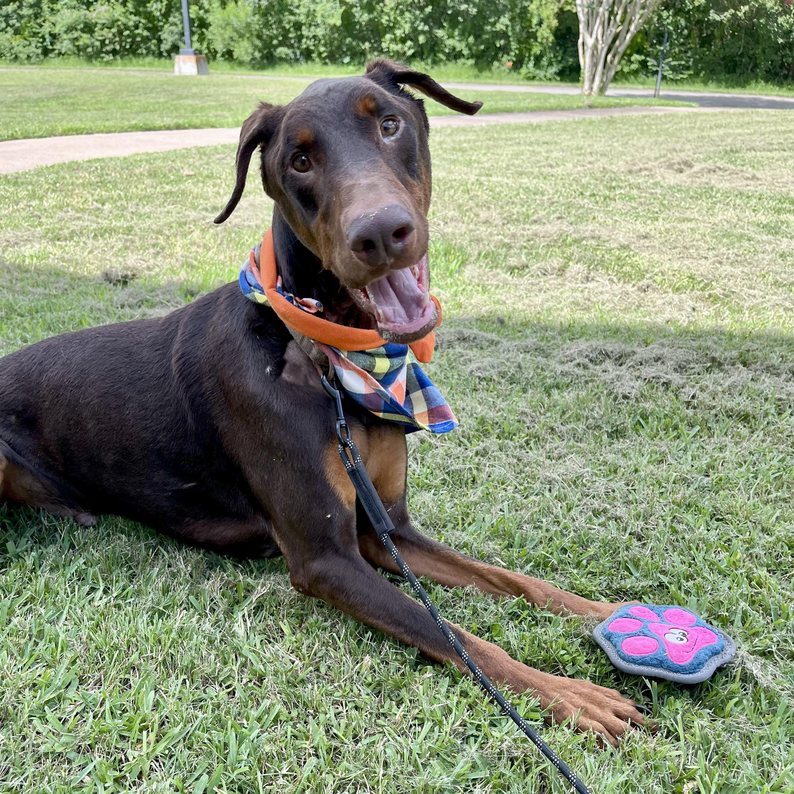 Dog for adoption - Rugby, a Doberman Pinscher in Jerome, ID | Petfinder