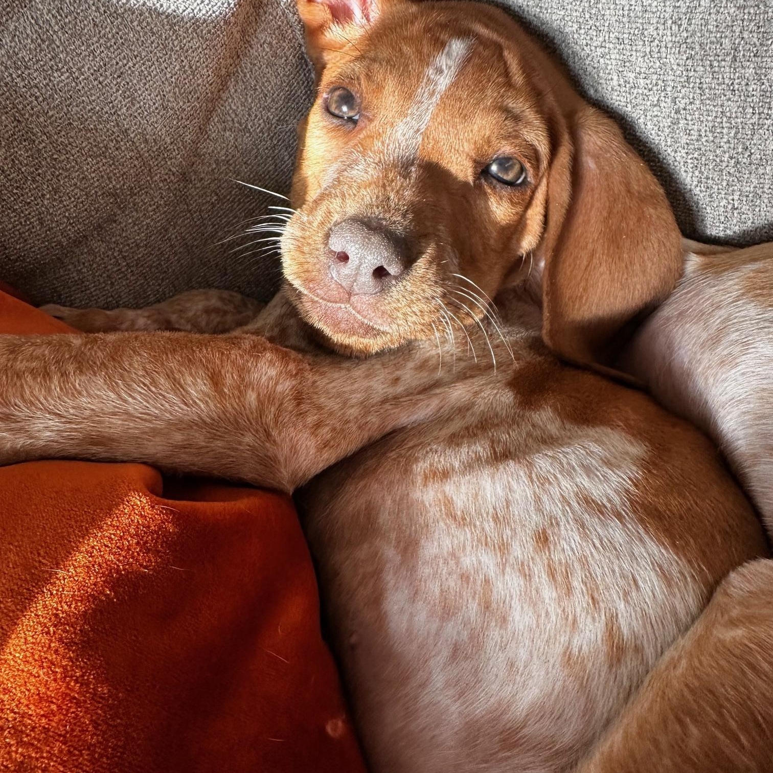 Dog for adoption - Fern, a Hound Mix in Richmond, VA | Petfinder