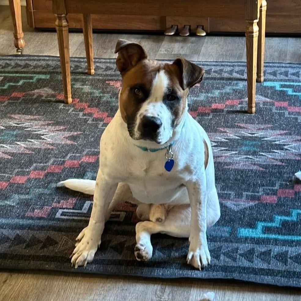 Dog for adoption - Garrett, a Boxer Mix in New York, NY | Petfinder