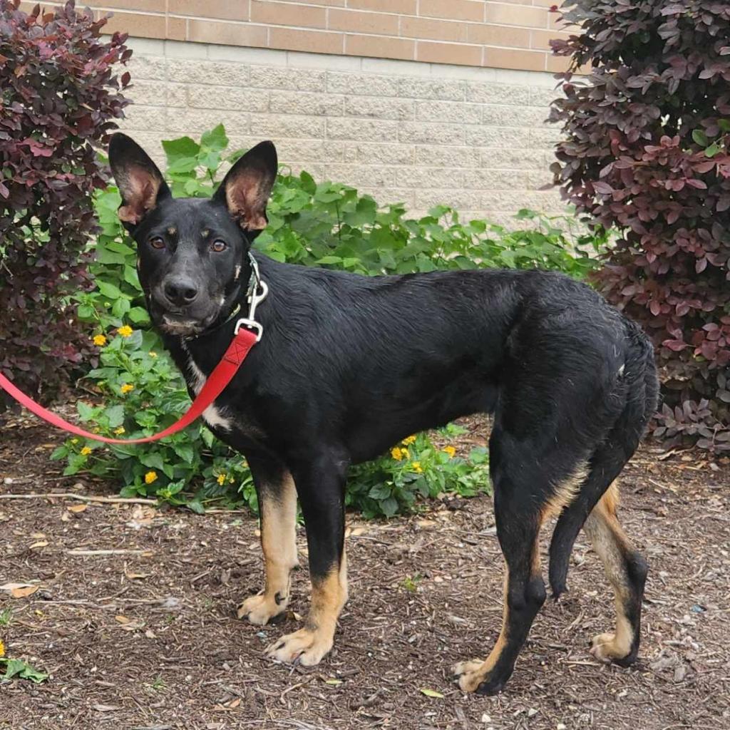 Dog for adoption - Tempe JuM/LLD, a German Shepherd Dog Mix in ...