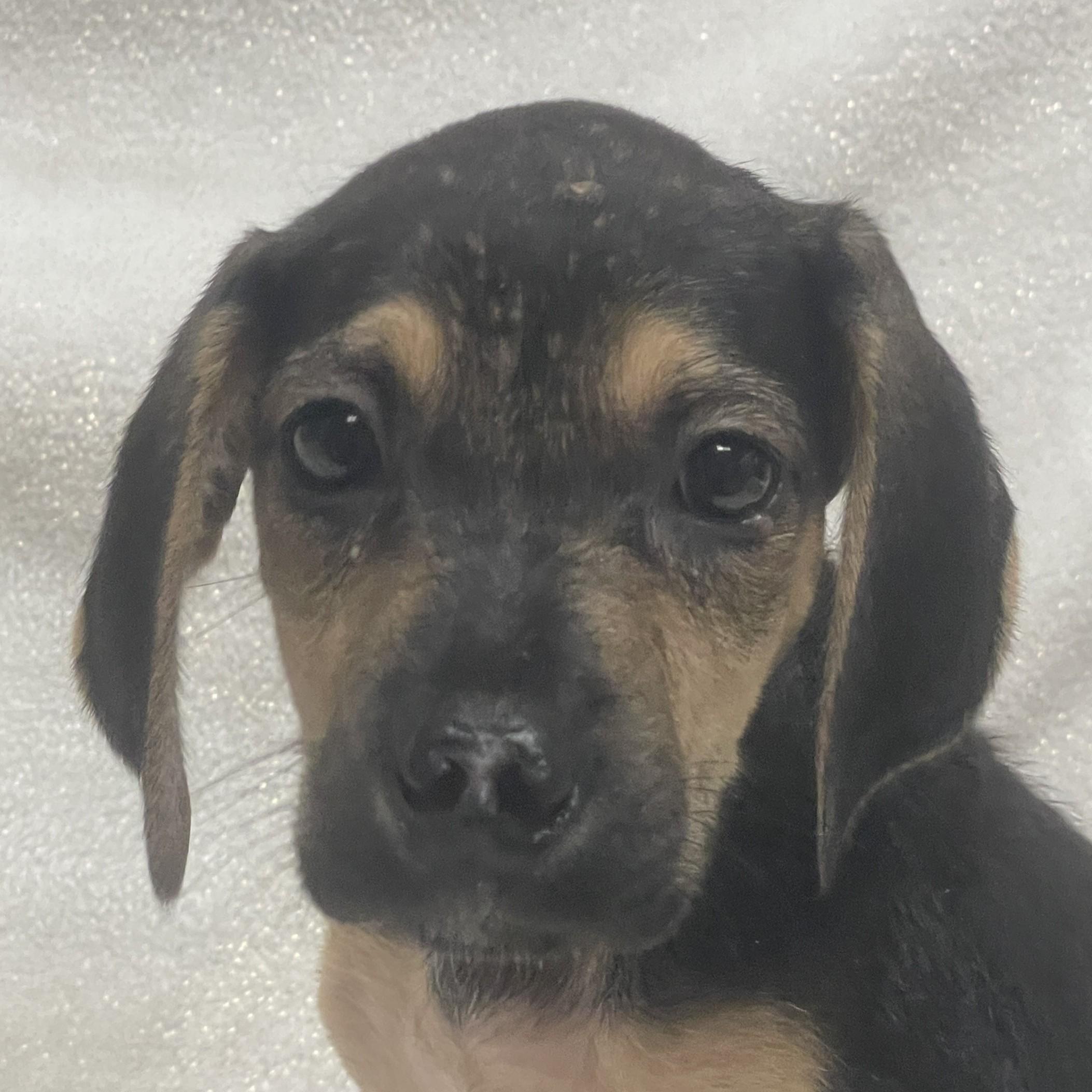 Dog for adoption - Paris, a Hound Mix in Brenham, TX | Petfinder