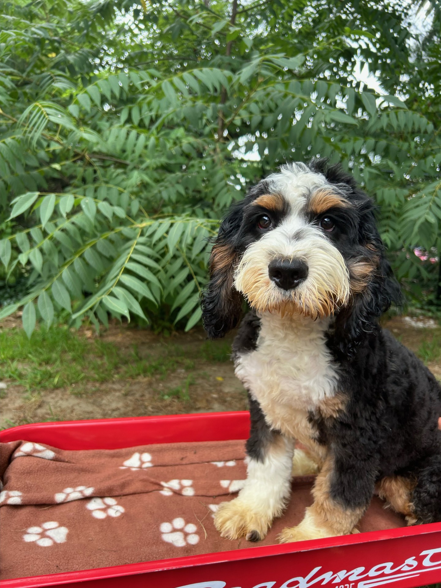 Dog for adoption - Sonny-1210, a Bernedoodle in Lindenhurst, NY | Petfinder