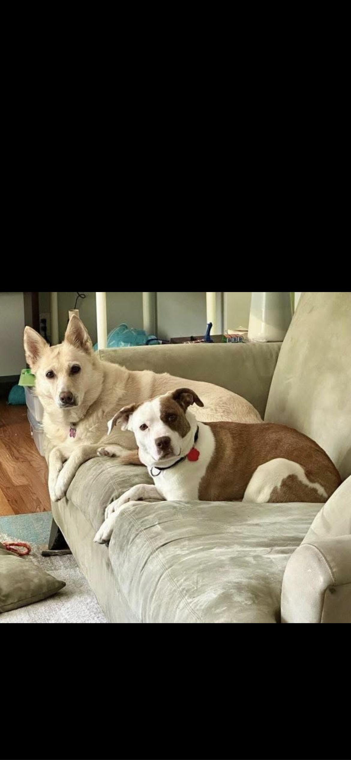 Dog for adoption - Kelsey, an American Bulldog & Cattle Dog Mix in ...