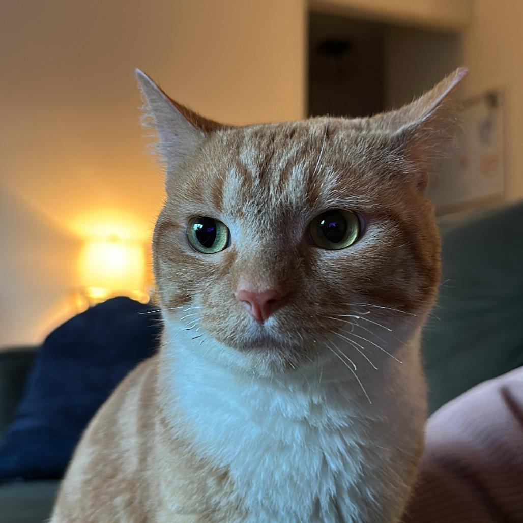 Cat for adoption - Beach Ball, a Domestic Short Hair in Evanston, IL ...