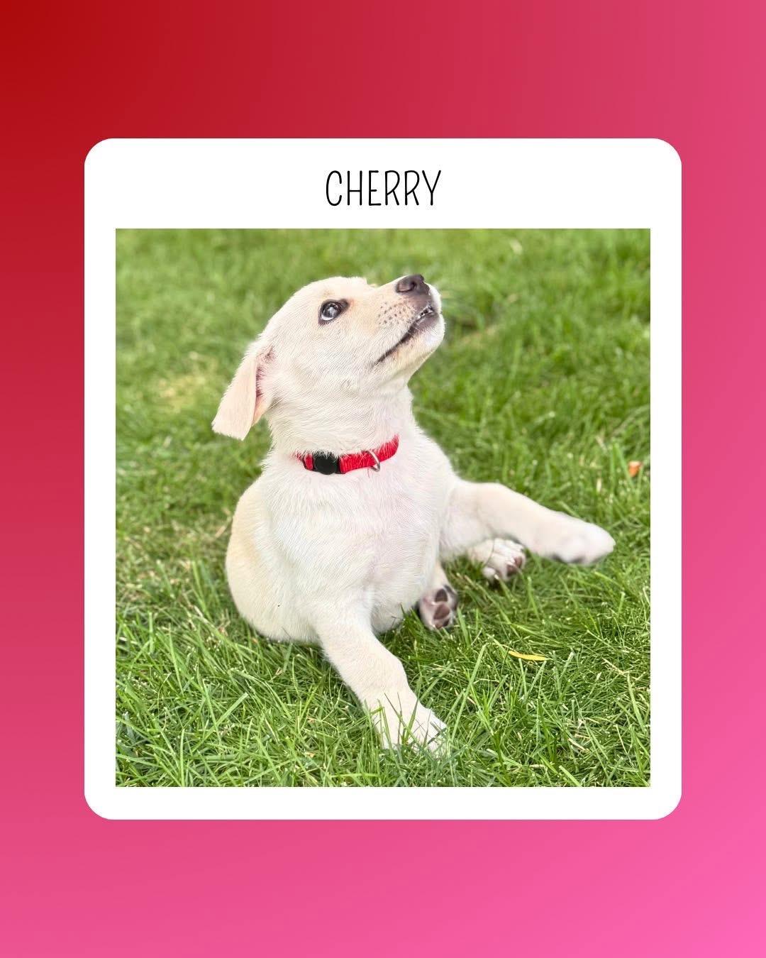 Dog for adoption - Cherry, a Labrador Retriever Mix in Crystal Lake, IL ...