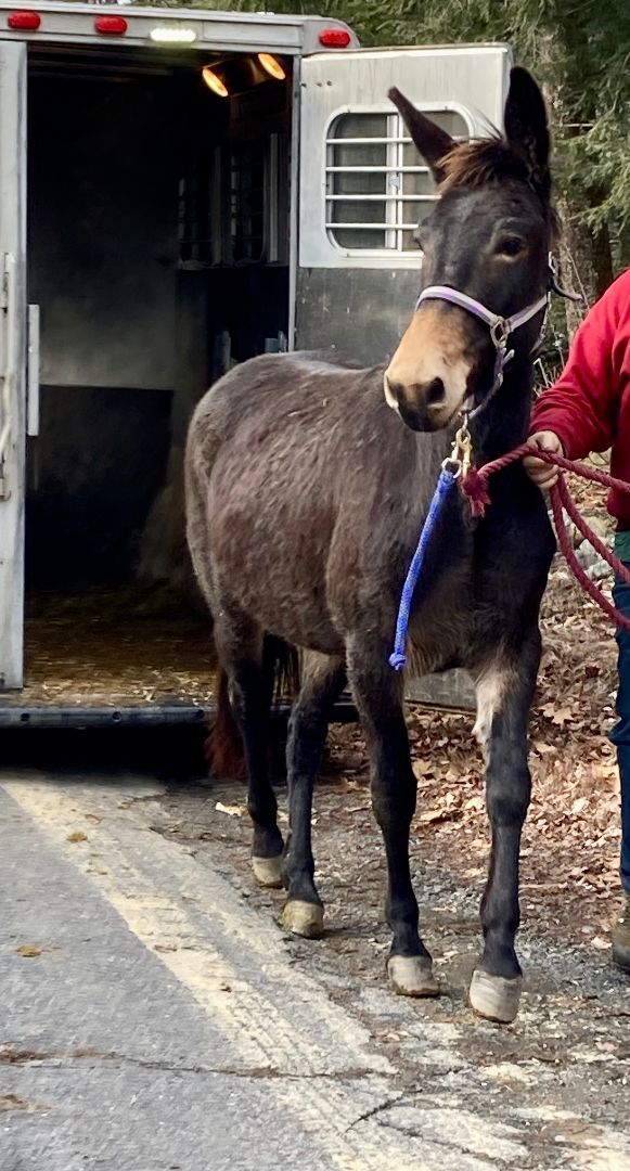 Mule for adoption - Trudy, a Mule in East Hartland, CT | Petfinder