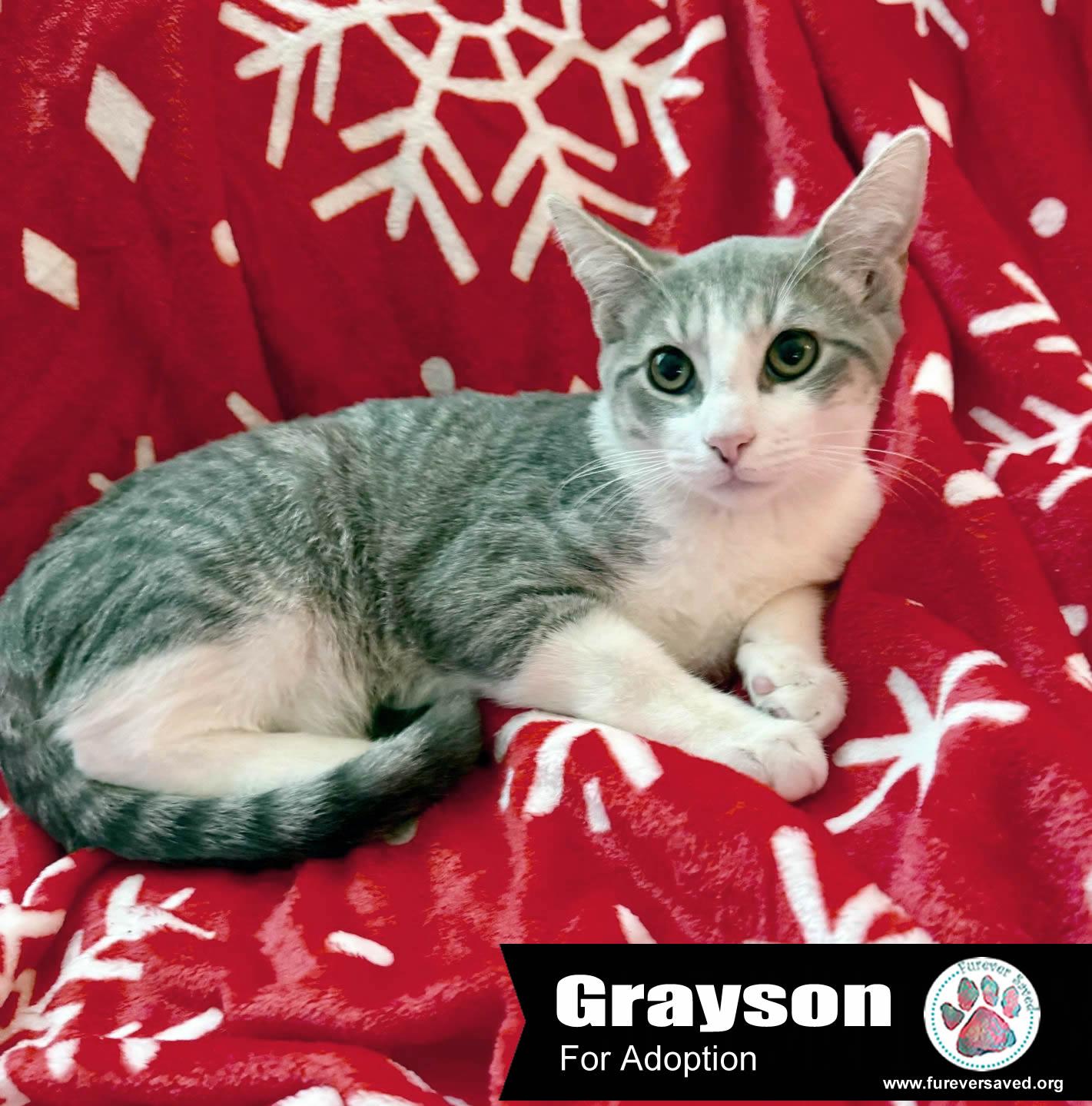 Cat for adoption - Grayson, a Domestic Short Hair in Gaithersburg, MD | Petfinder