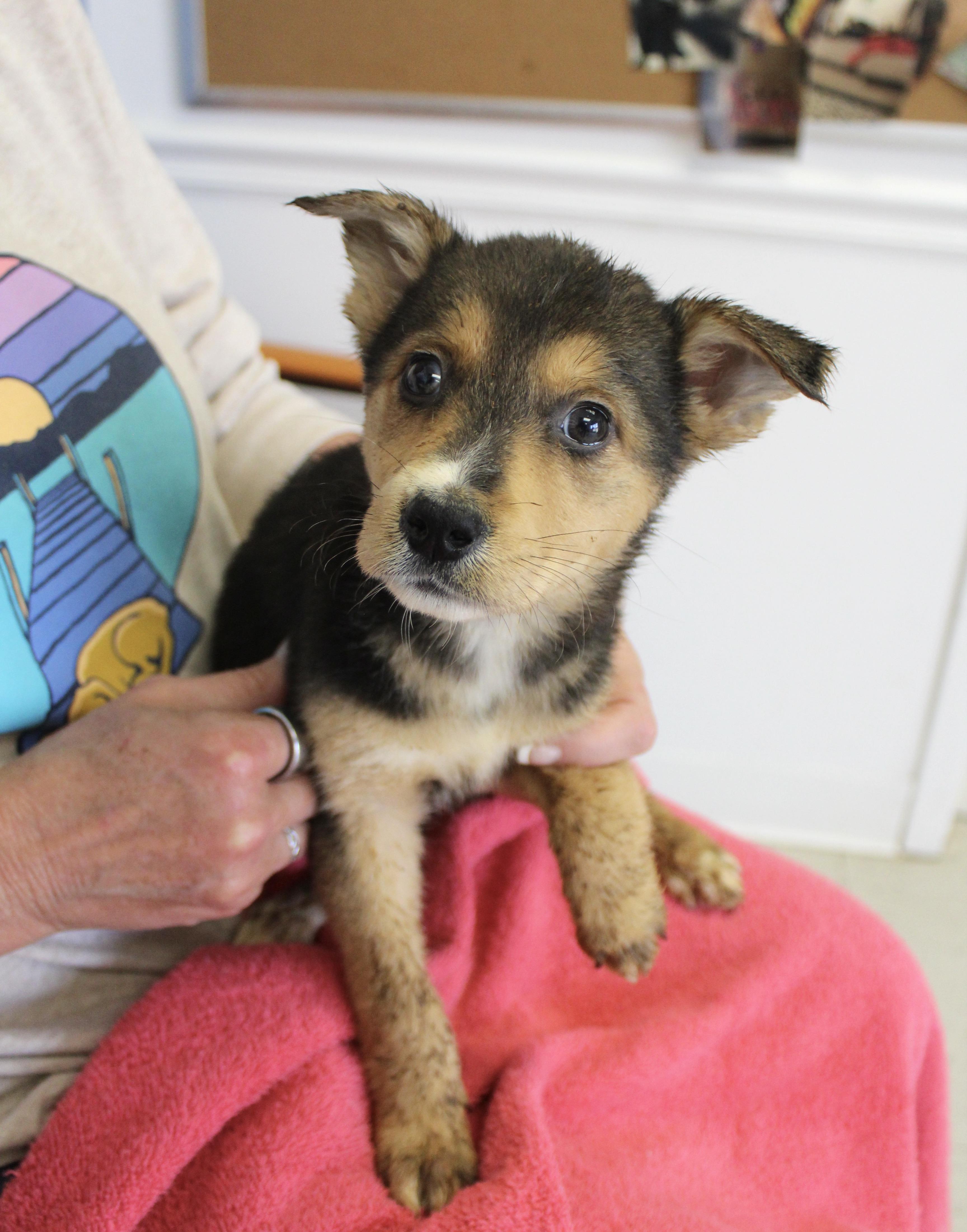 Dog for adoption - Honey Bear, a Shepherd Mix in Pell City, AL | Petfinder