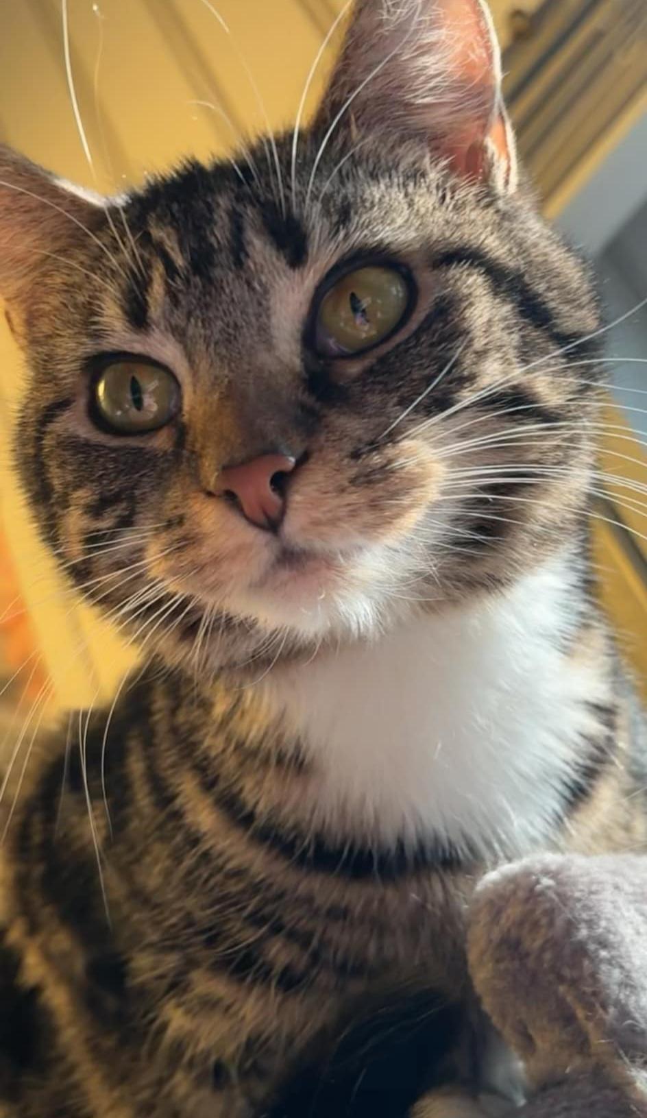 Cat for adoption - Tinkerbell "Tink", a Domestic Short Hair in Irwin ...