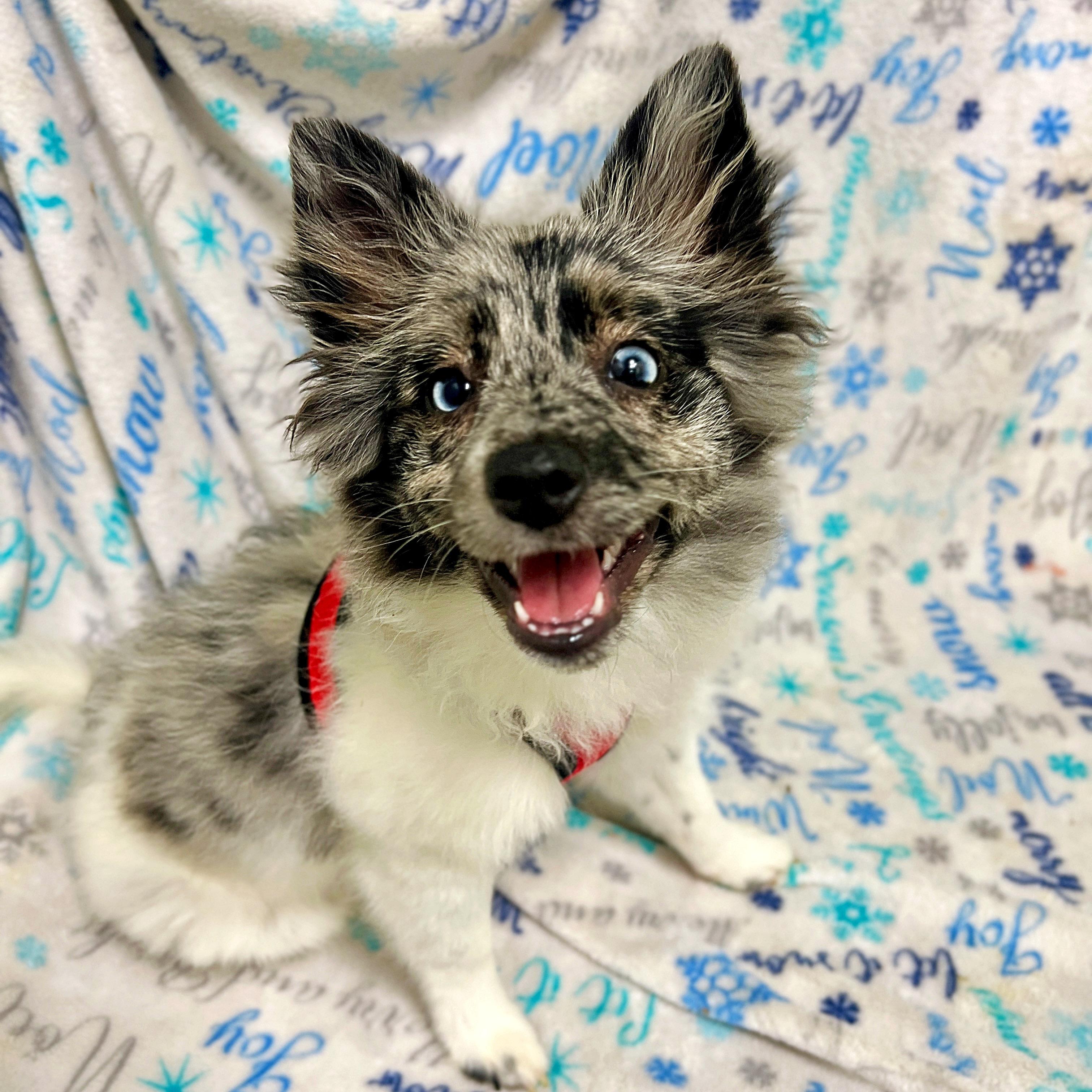 Dog for adoption - Dustin-Home Visit in Process, a Pomeranian in ...