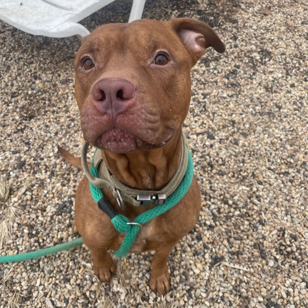 Dog for adoption - Boxer AKA Bowie, a Pit Bull Terrier & American ...