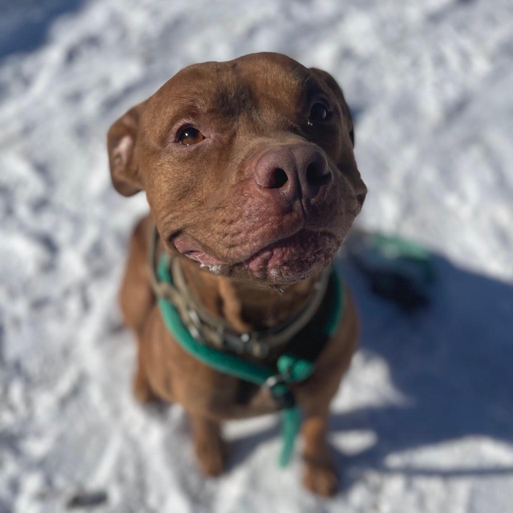 Dog for adoption - Boxer AKA Bowie, a Dogue de Bordeaux & Pit Bull ...